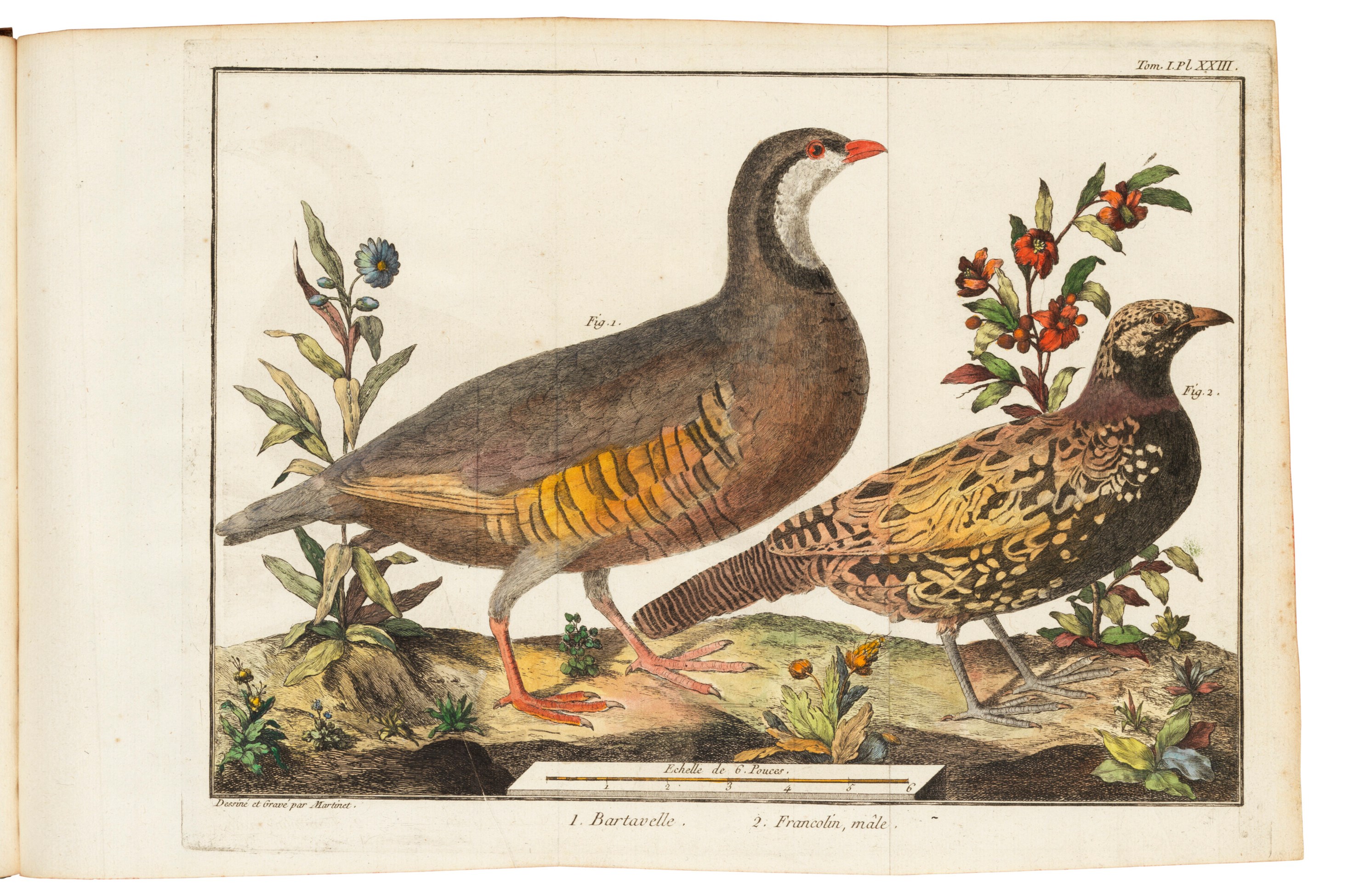 BRISSON, Mathurin Jacques (1723-1806), Ornithologie ou methode ...