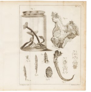 PALLAS, Peter Simon (1741-1810), Spicilegia Zoologica quibus novae ...