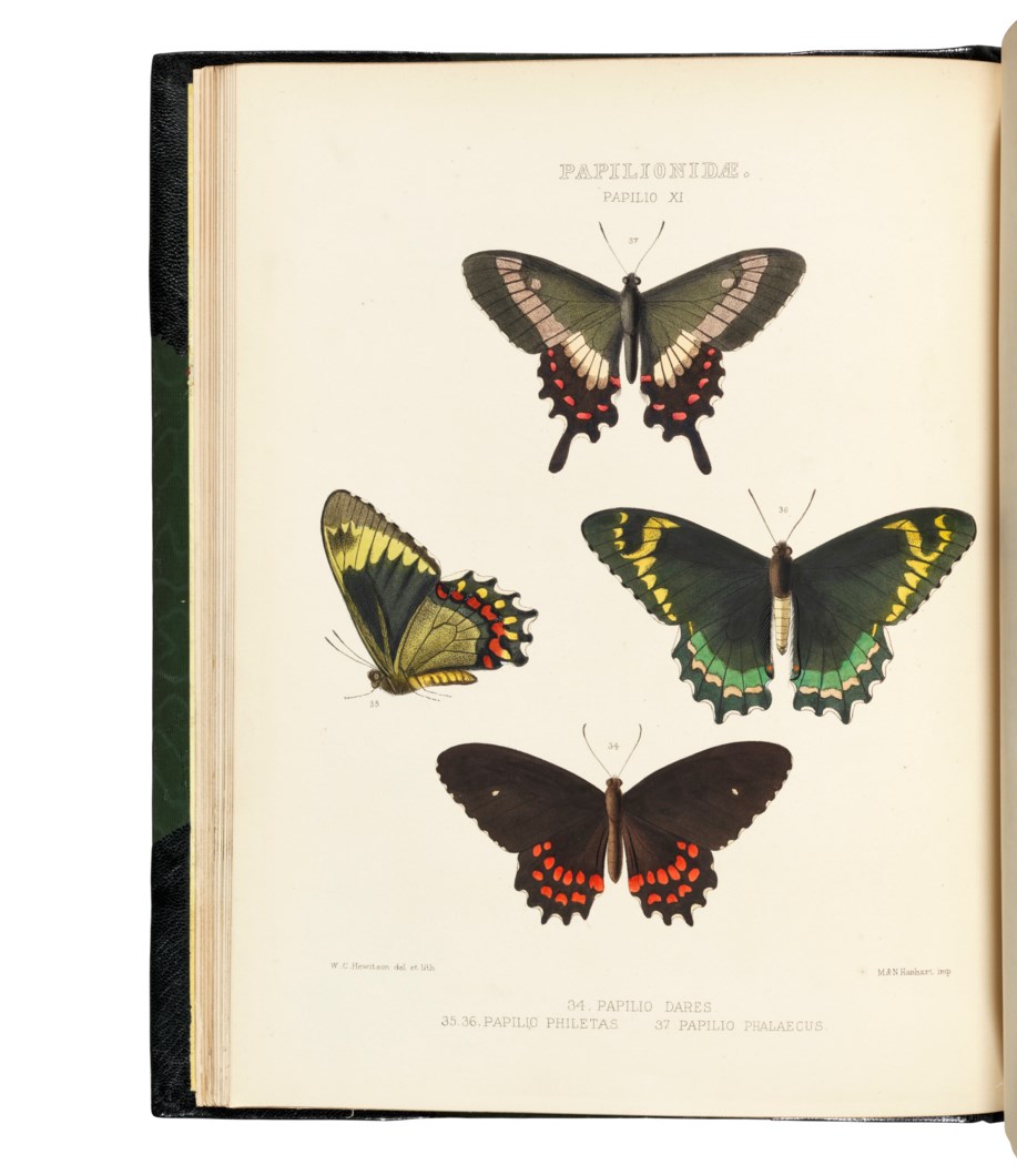 HEWITSON, William Chapman (1806-1878), Illustrations of new species of ...