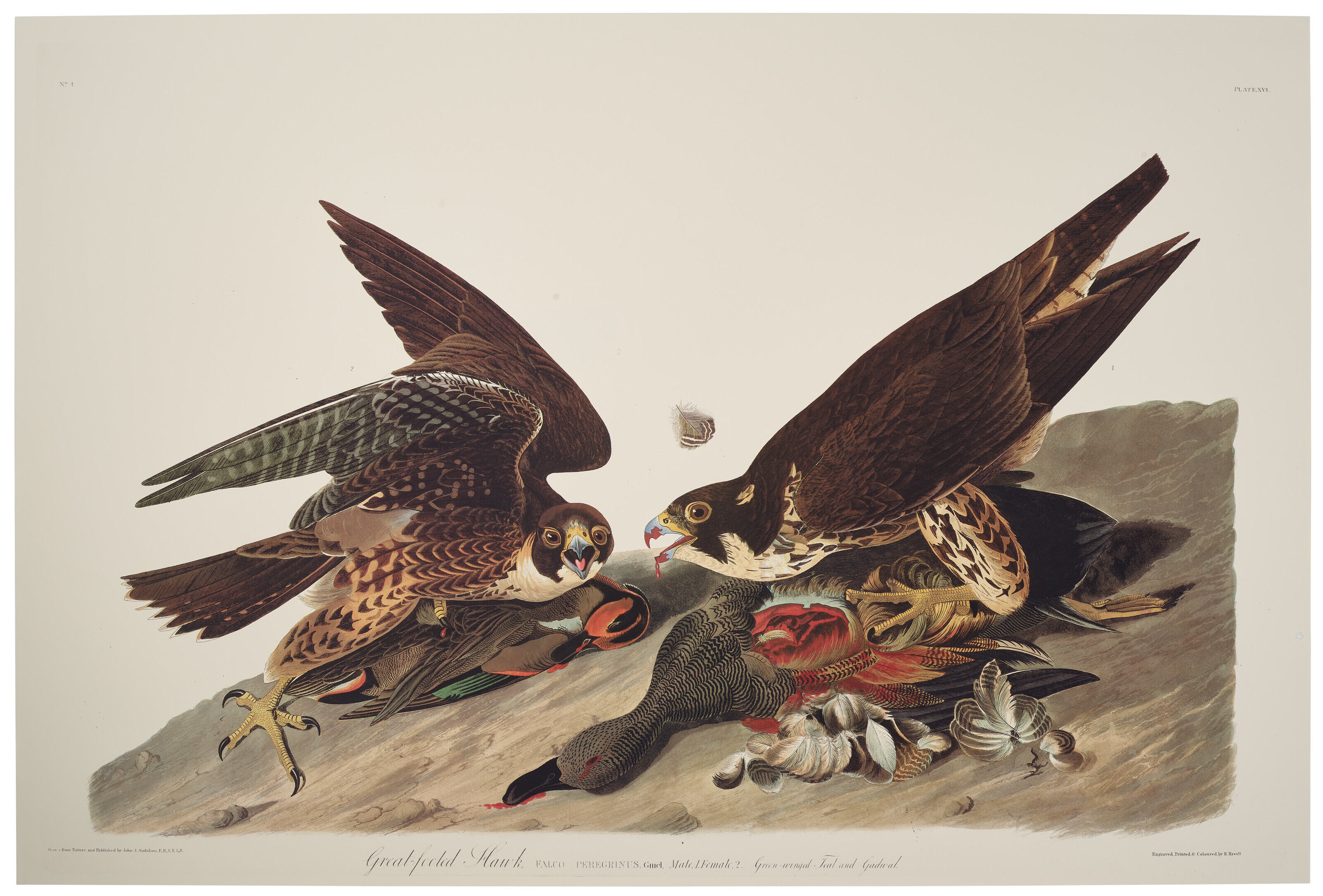 58 reproduction prints from Birds of North America, John James Audubon ...