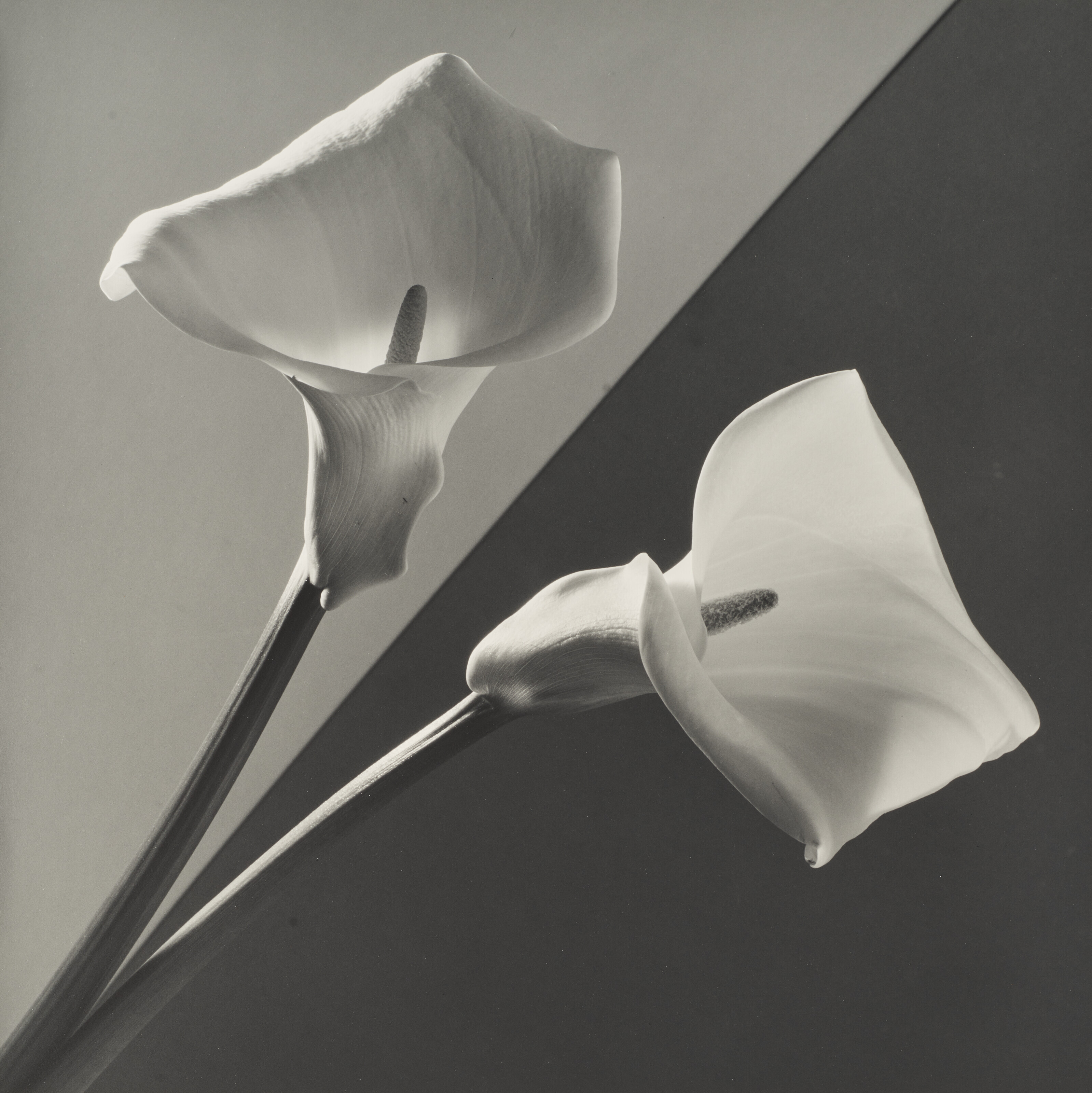 ROBERT MAPPLETHORPE (1946–1989), Calla Lily, 1988 | Christie’s