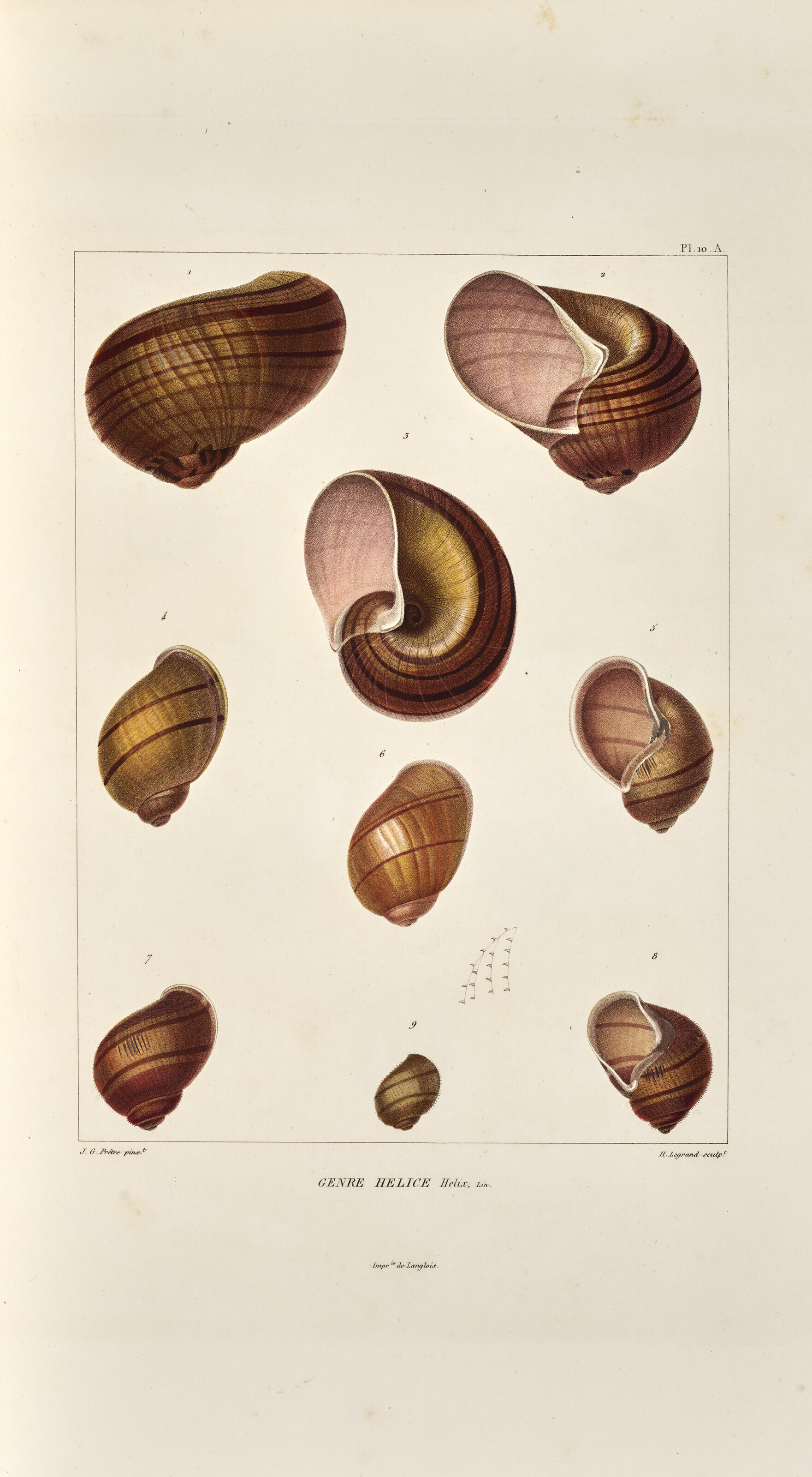 Histoire naturelle générale et particulière des mollusques, Ferussac ...