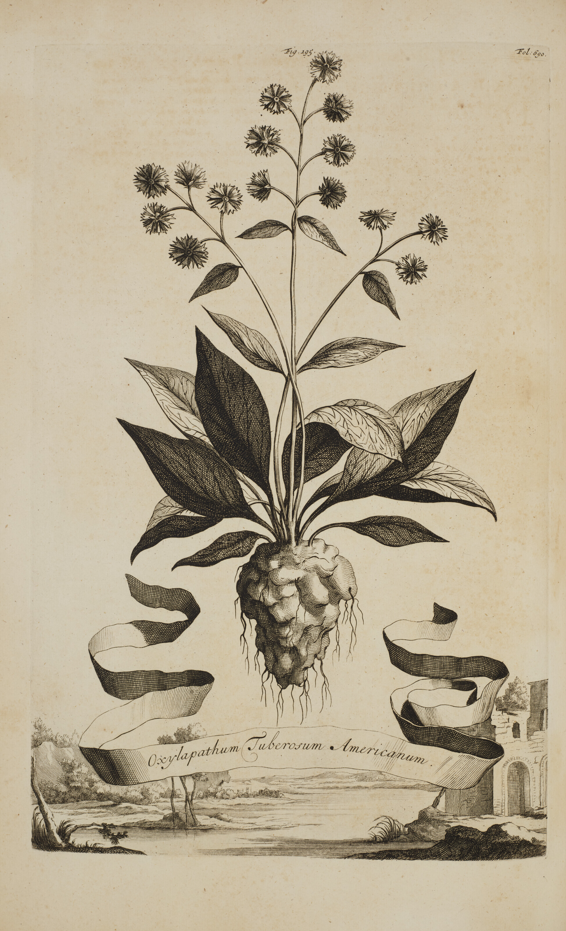 Naauwkeurige Beschryving der Aardgewassen, Abraham Munting, 1696 ...