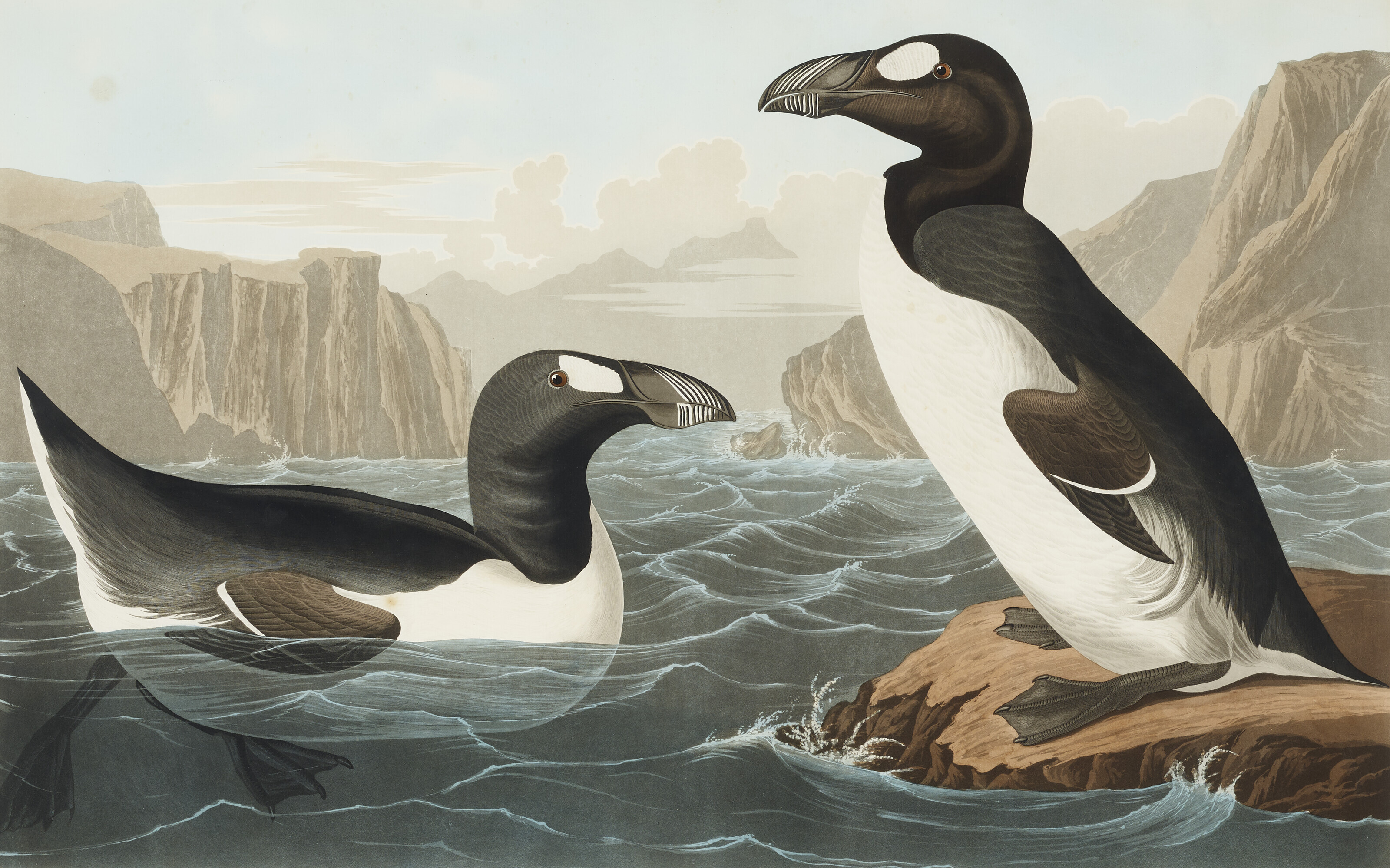 Great Auk, John James Audubon, 1836 | Christie’s