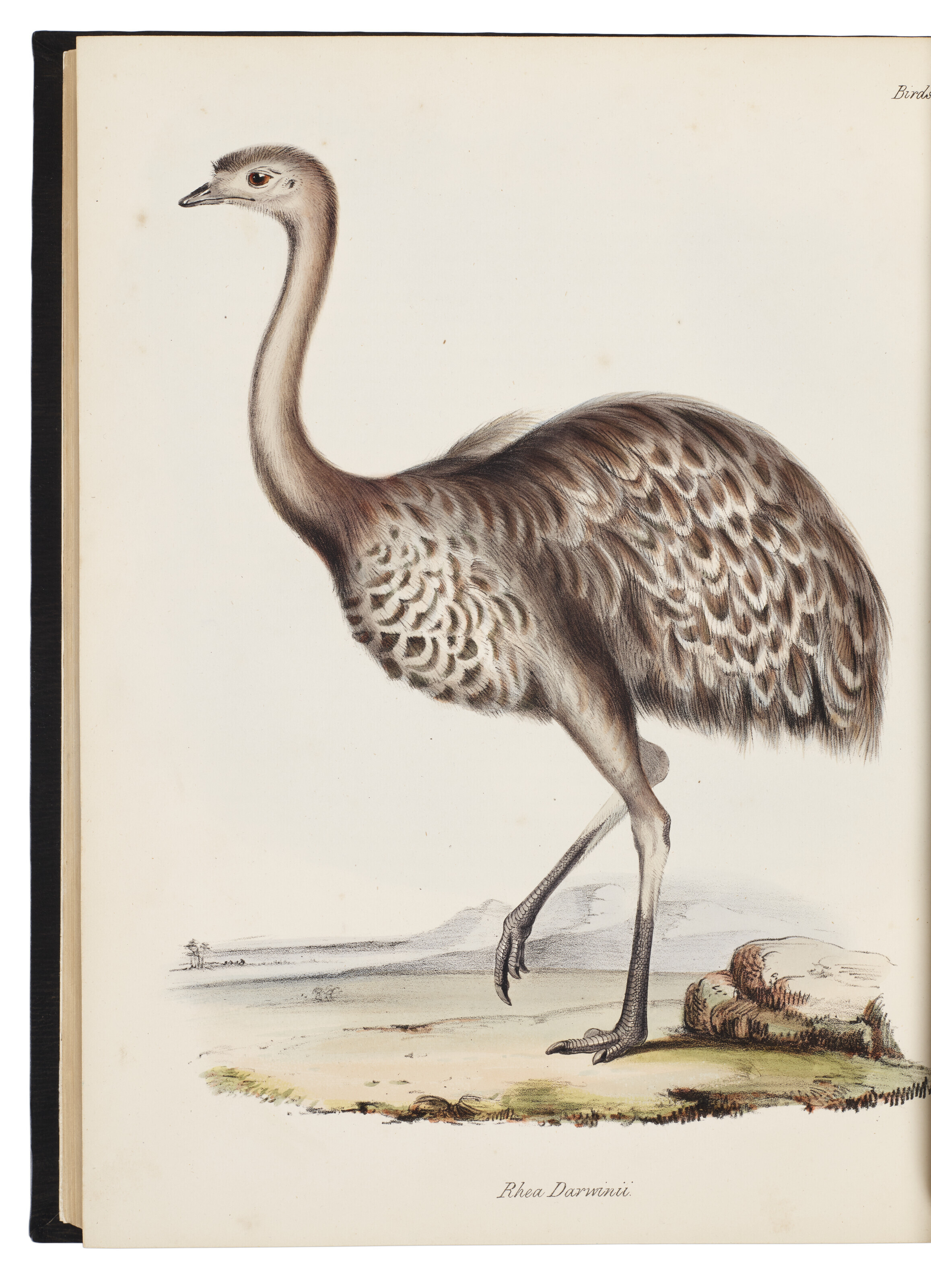 The Zoology of the Voyage of H.M.S. Beagle, Charles Darwin and others ...