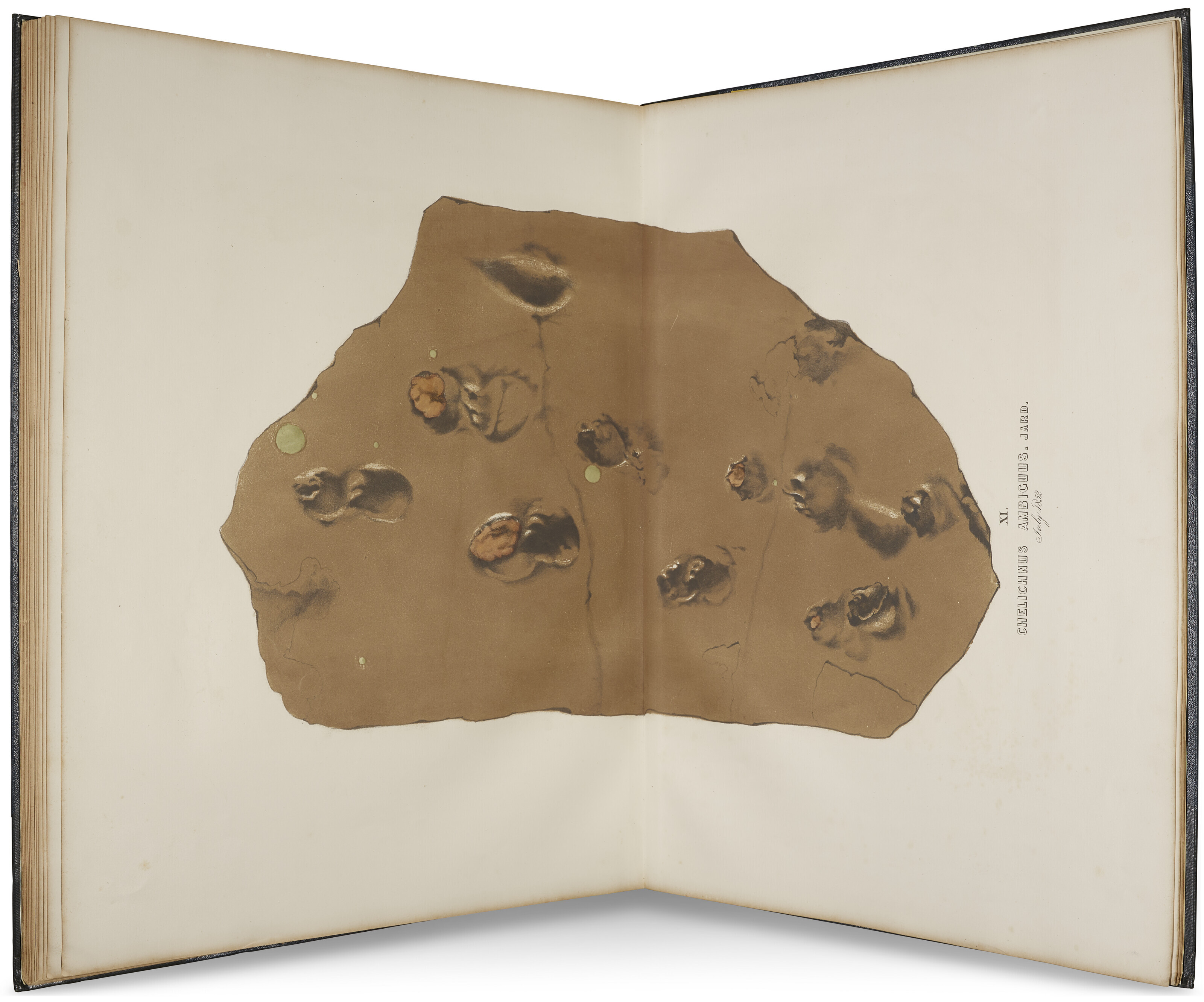 The Ichnology of Annandale or Illustrations of Footmarks impressed on ...