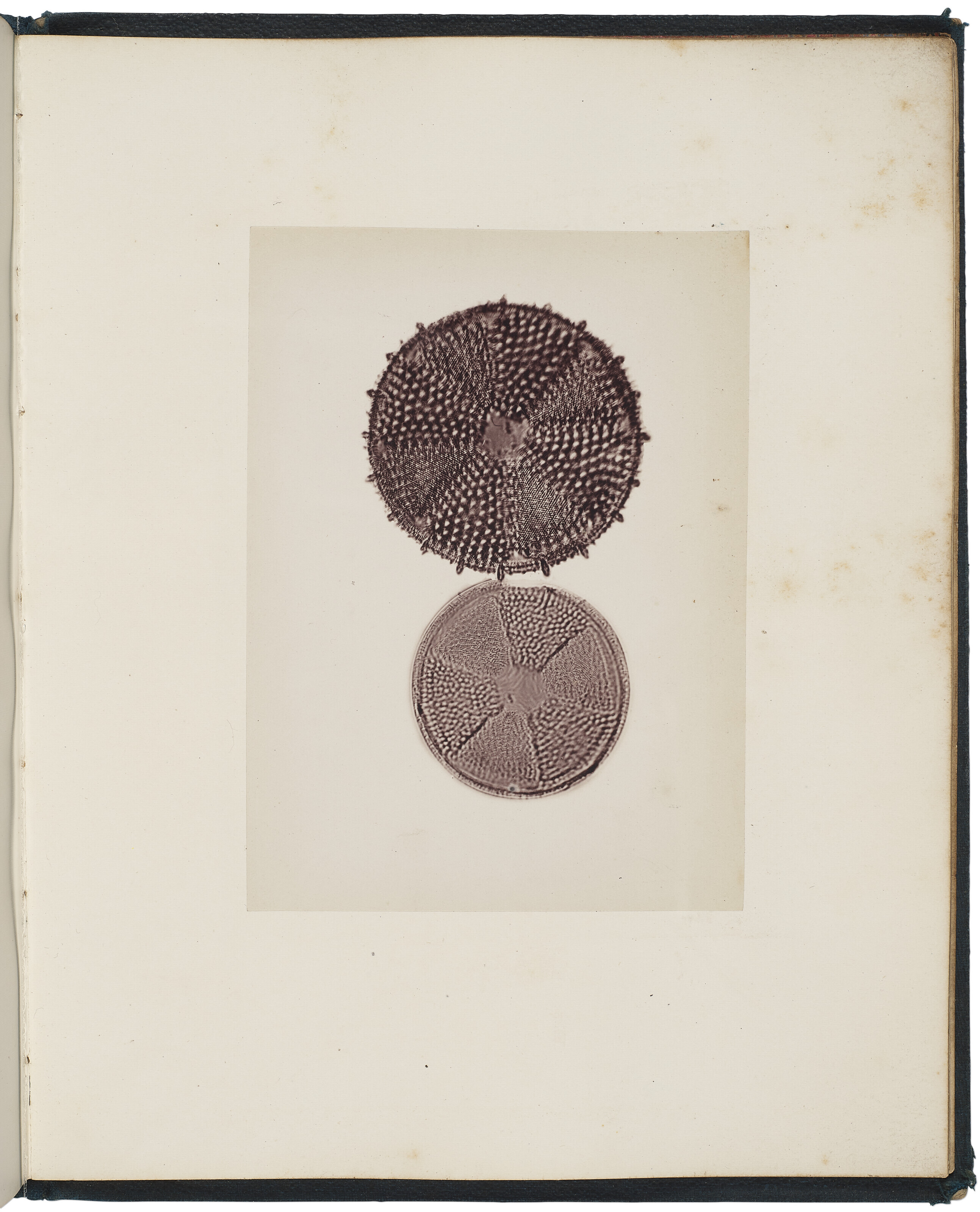 Micro-photographs from the Diatomaceae, John Thomas Redmayne, [1876 ...