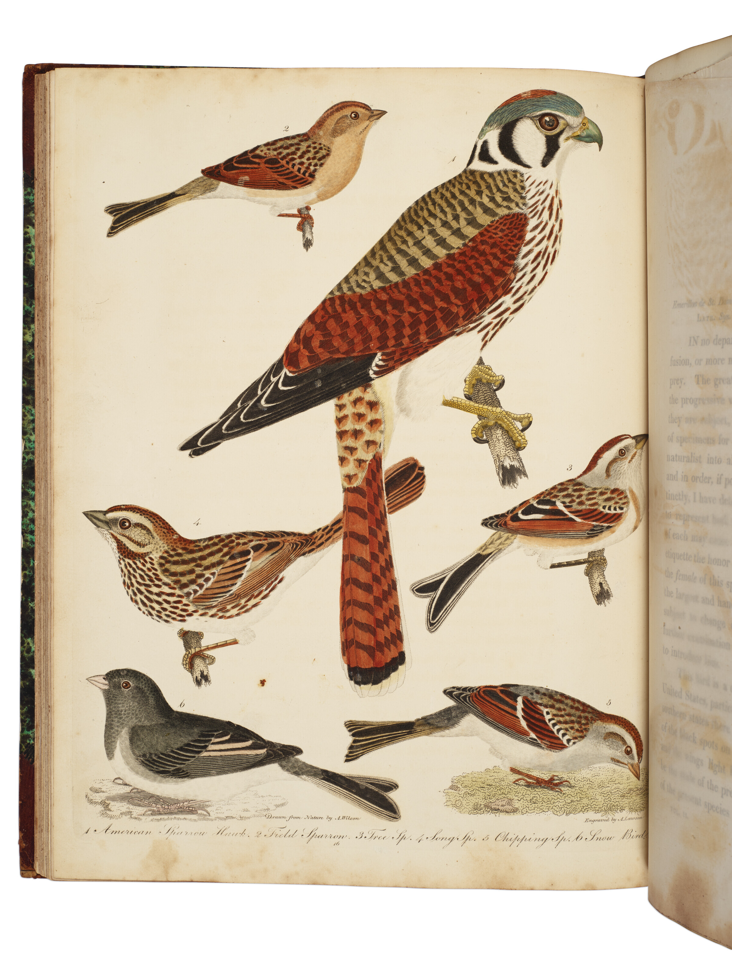 American Ornithology, Alexander Wilson, 1808-1826 | Christie’s