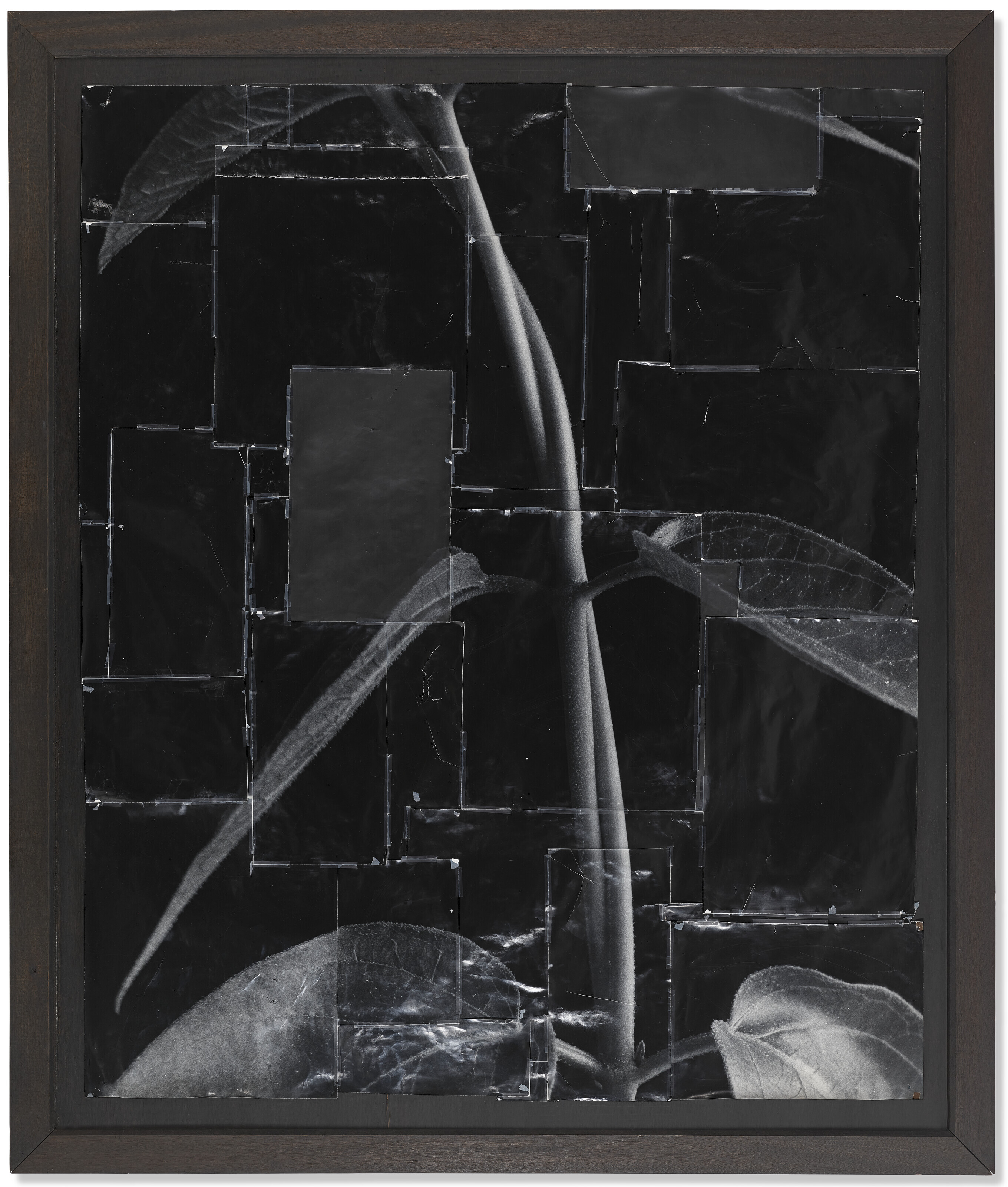 MIKE AND DOUG STARN (b. 1961), Plant #1 | Christie’s