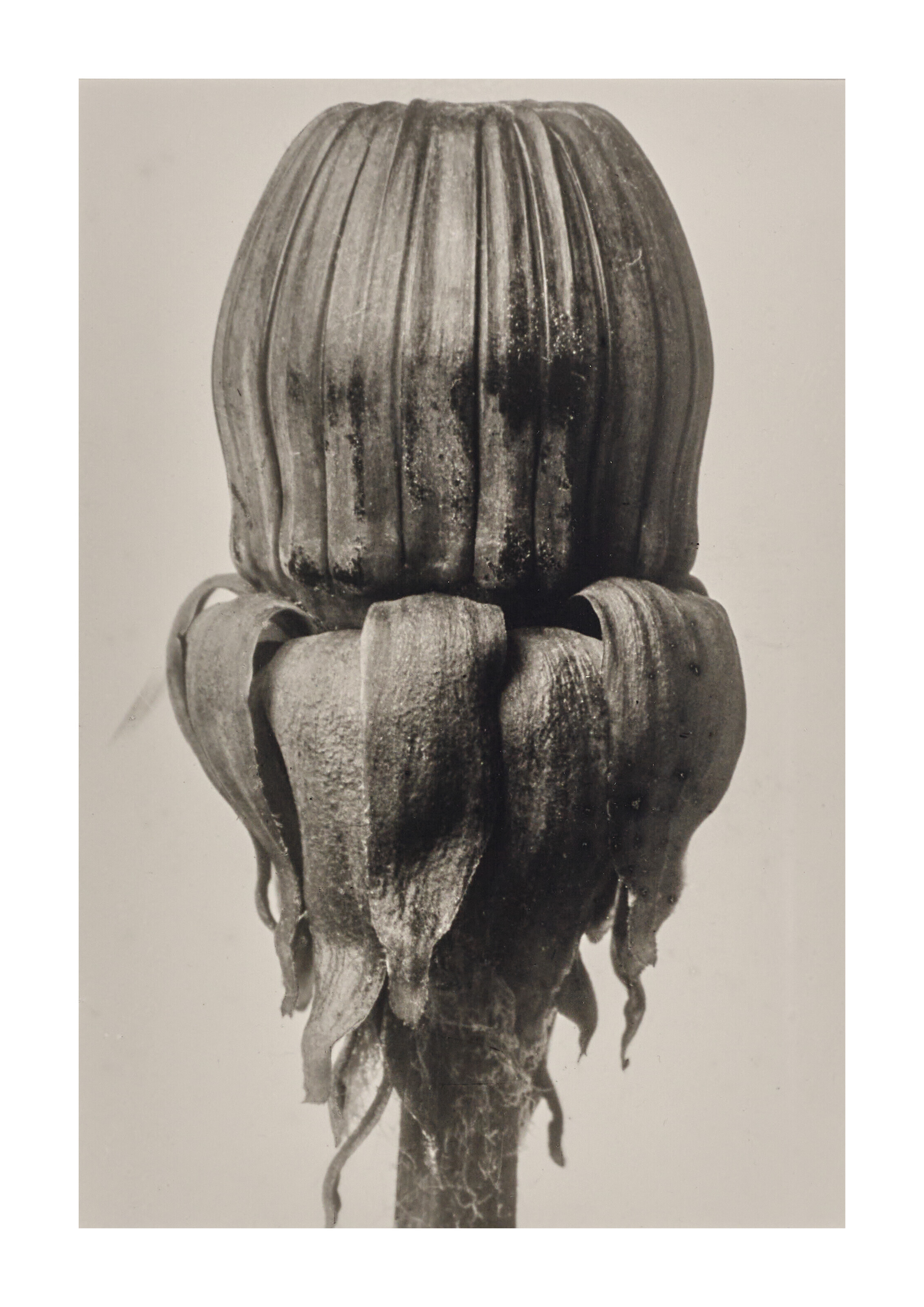 KARL BLOSSFELDT (1865-1932), Four images of plants | Christie’s