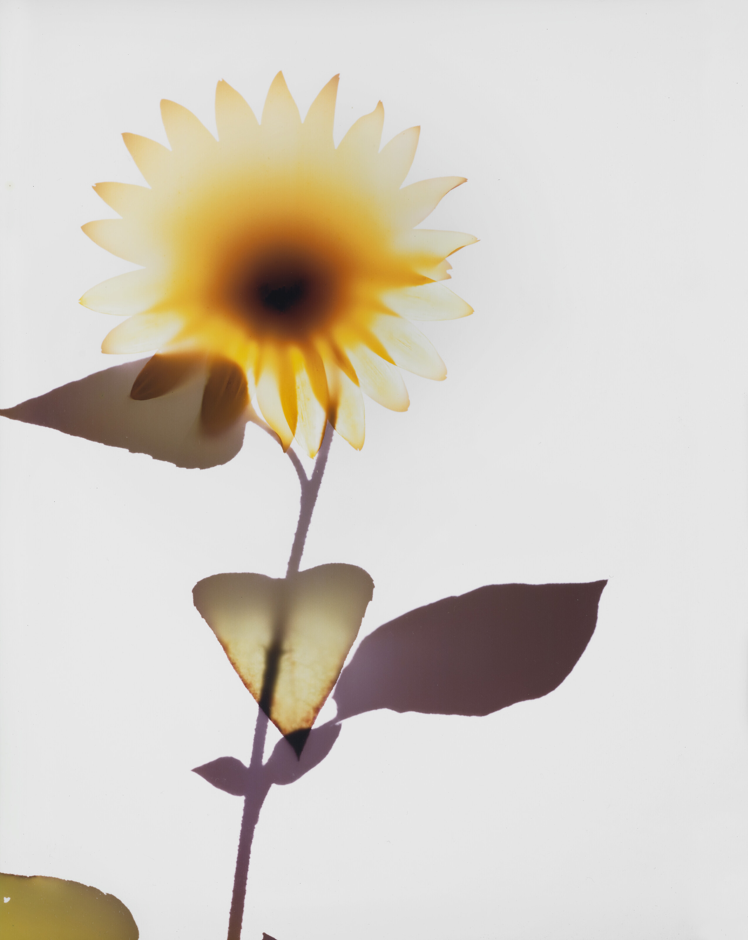 ADAM FUSS (NÉ EN 1961), Untitled (Sunflower), 1993 | Christie’s