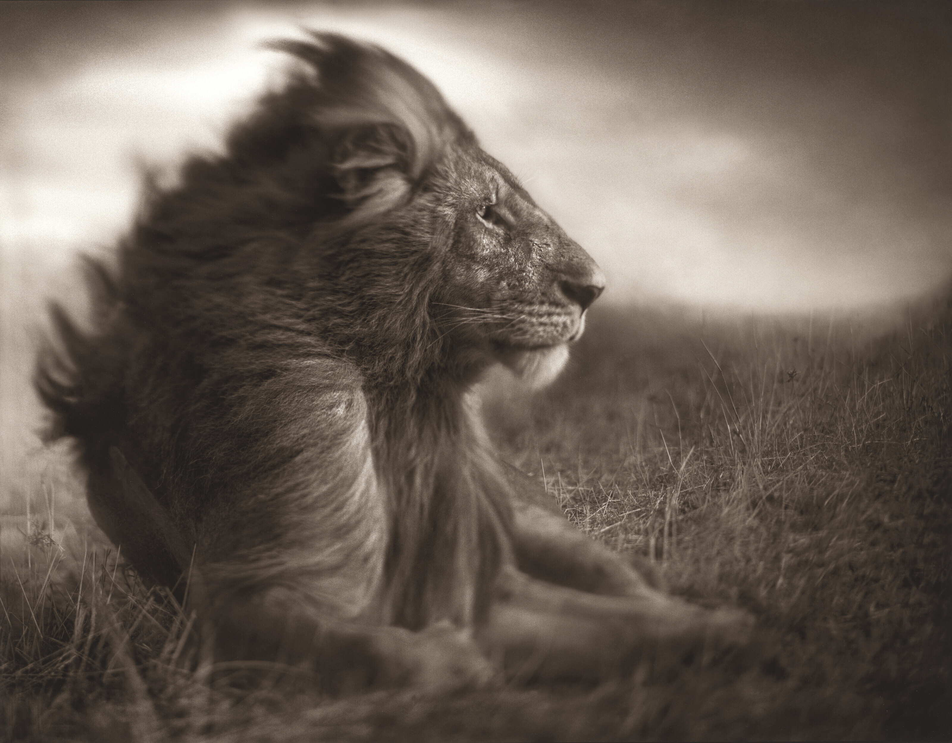 NICK BRANDT (NÉ EN 1964), Lion Before Storm II, Sitting Profile, Masai ...