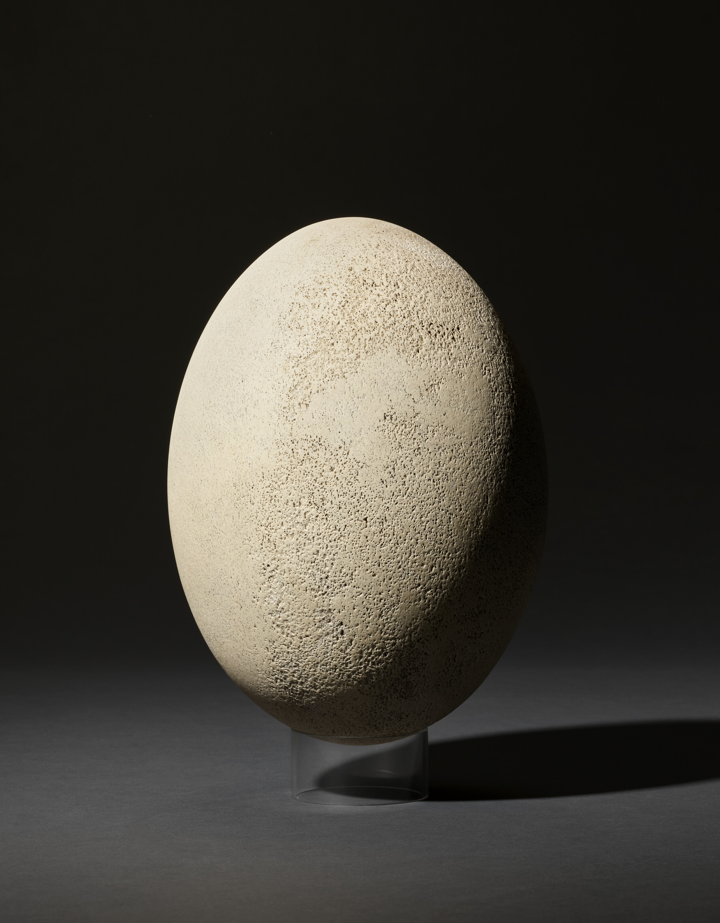 elephant bird egg