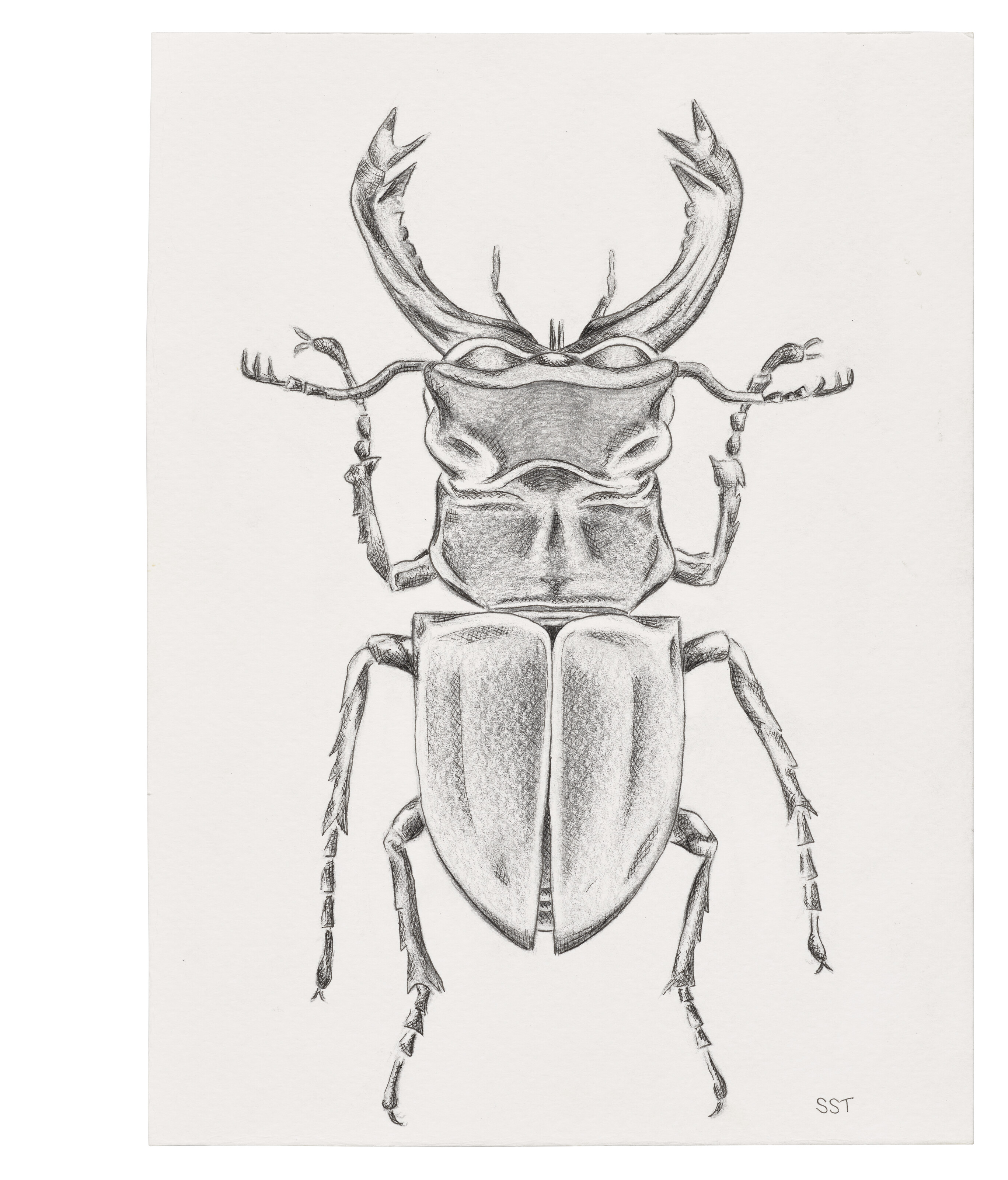 SOPHIE TAYLOR, Stag Beetle, 2024 | Christie’s