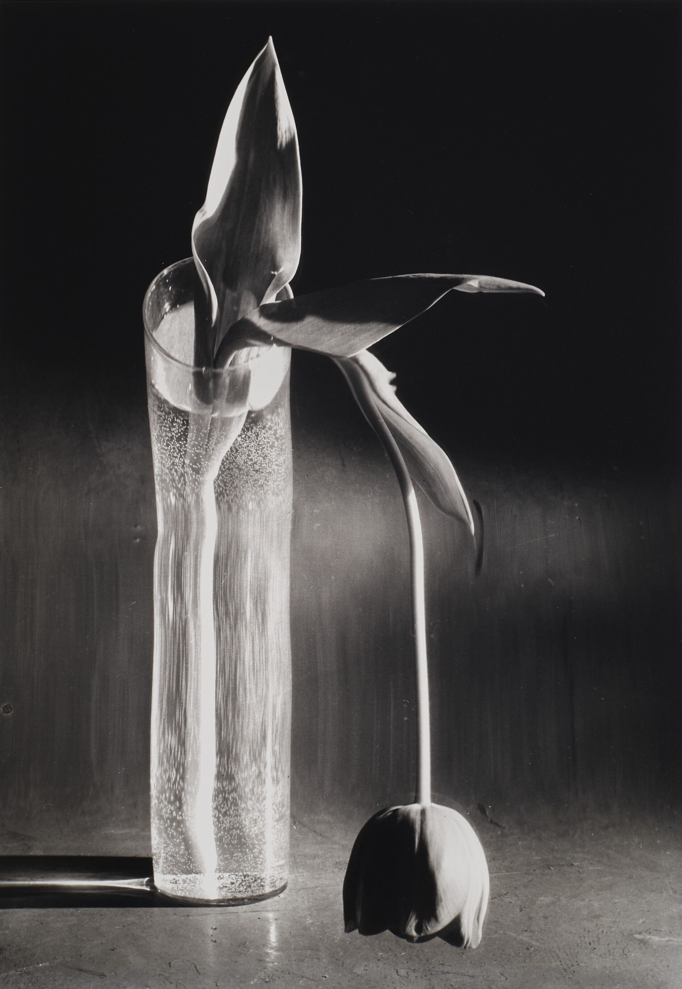 ANDRÉ KERTÉSZ (1894-1985), Melancholic Tulip, 1939 | Christie’s