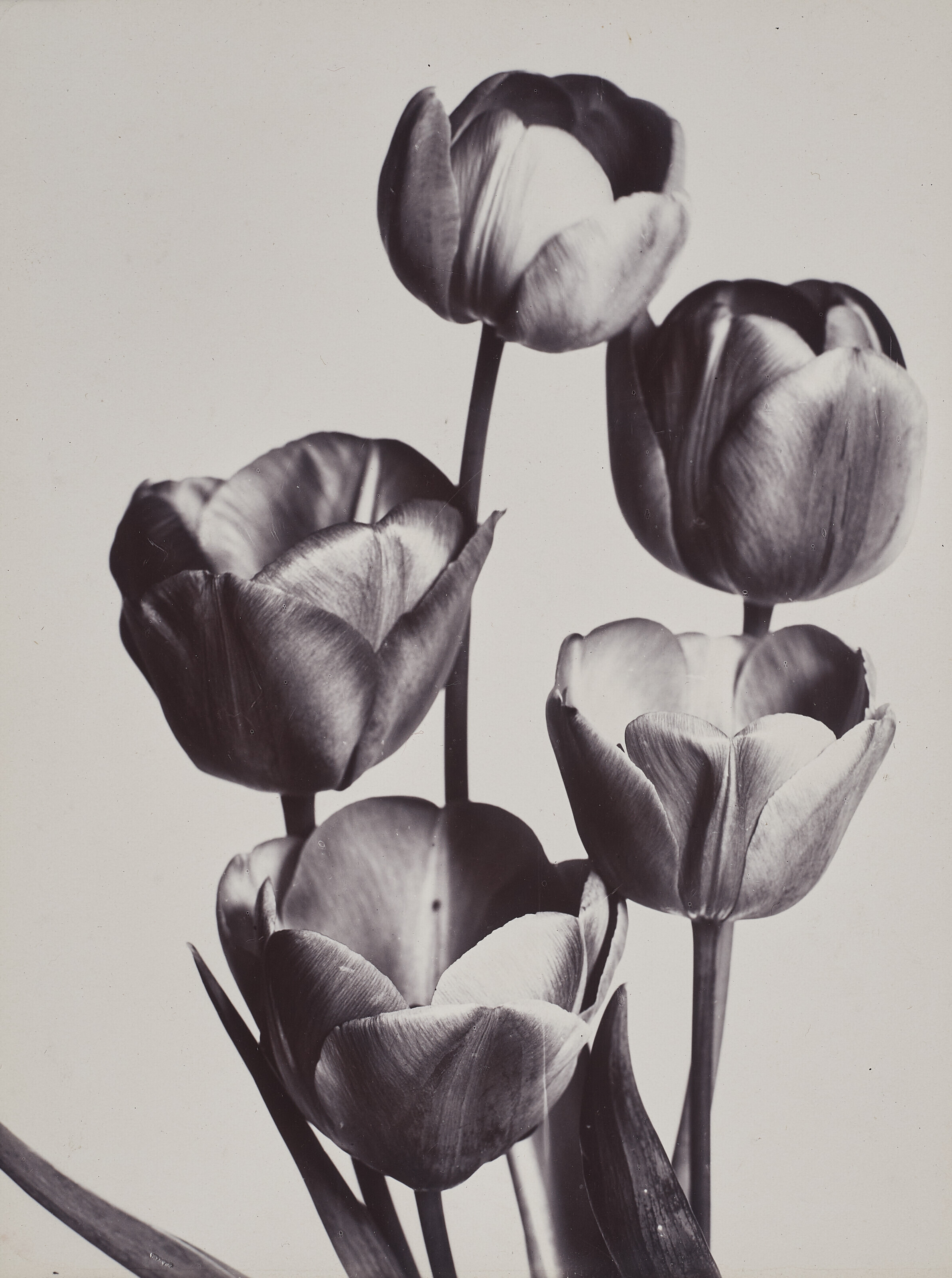 CHARLES JONES (1866–1959), Darwin Tulips, c. 1905 | Christie’s