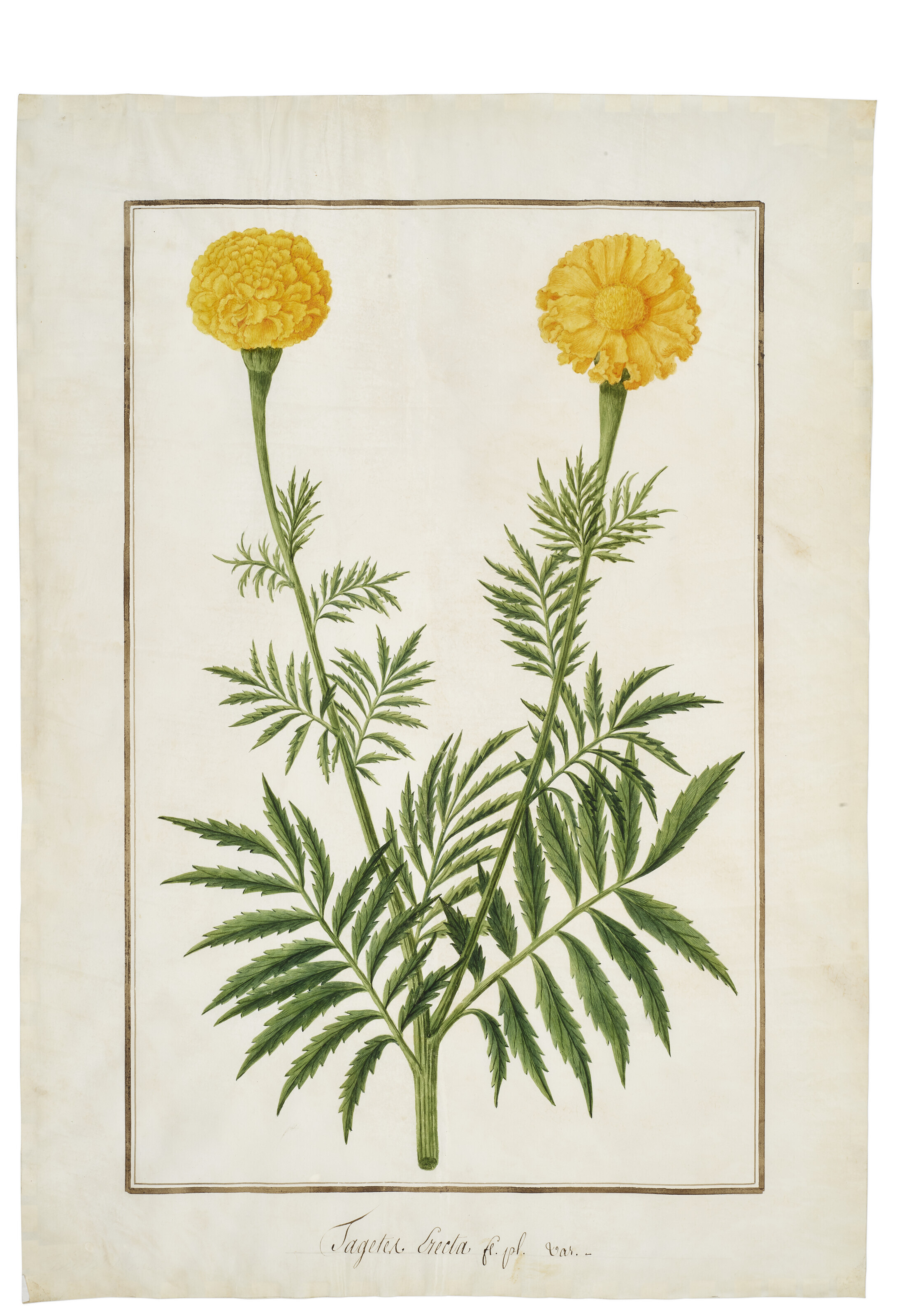 “Desmanthus cinereus” and “Tagetes erecta fl[ore] pl[eno] var”, Two ...