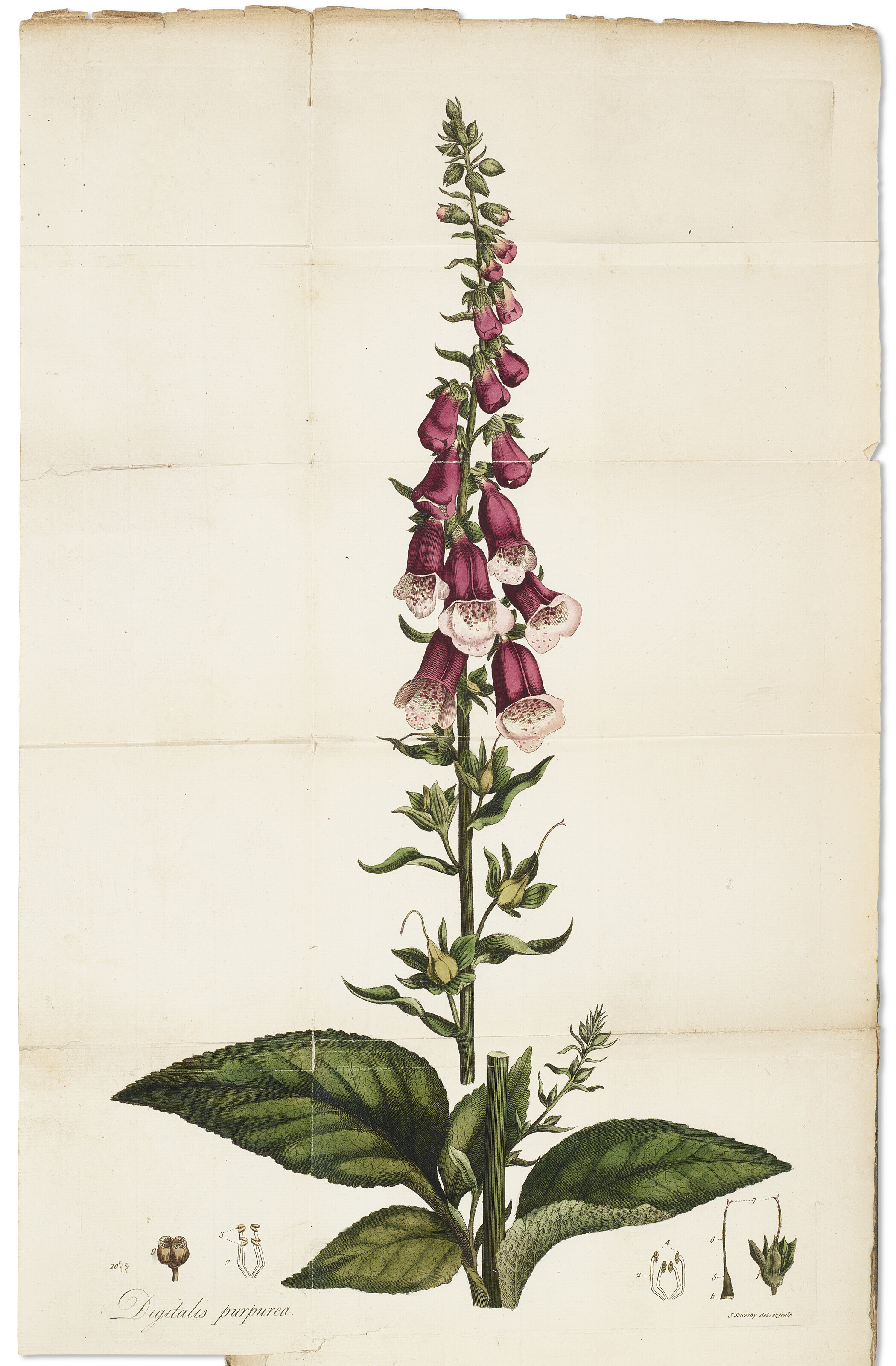 An Account of the Foxglove, William Withering, 1785 | Christie’s