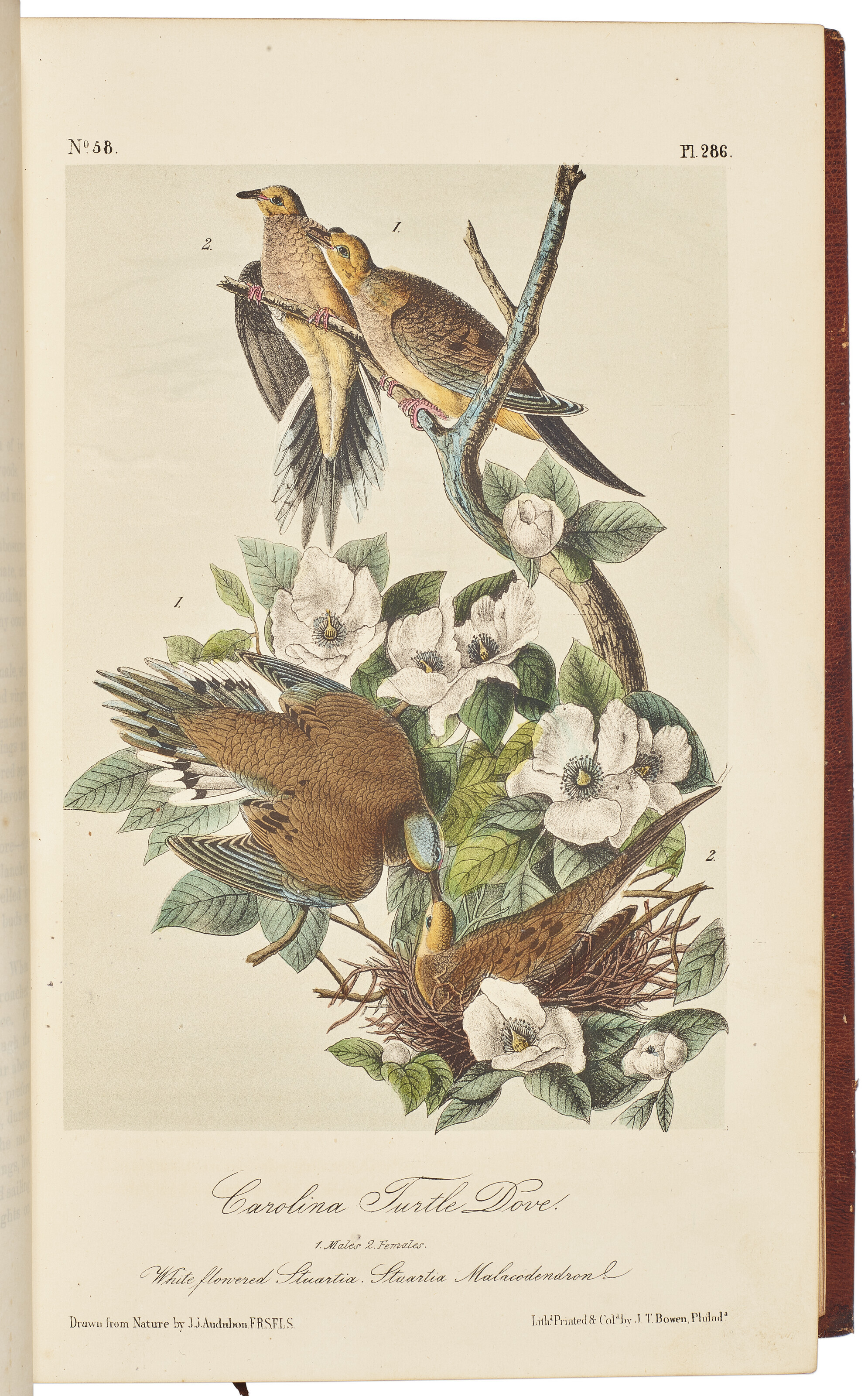 The Birds and The Quadrupeds, John James Audubon, 1860 | Christie’s