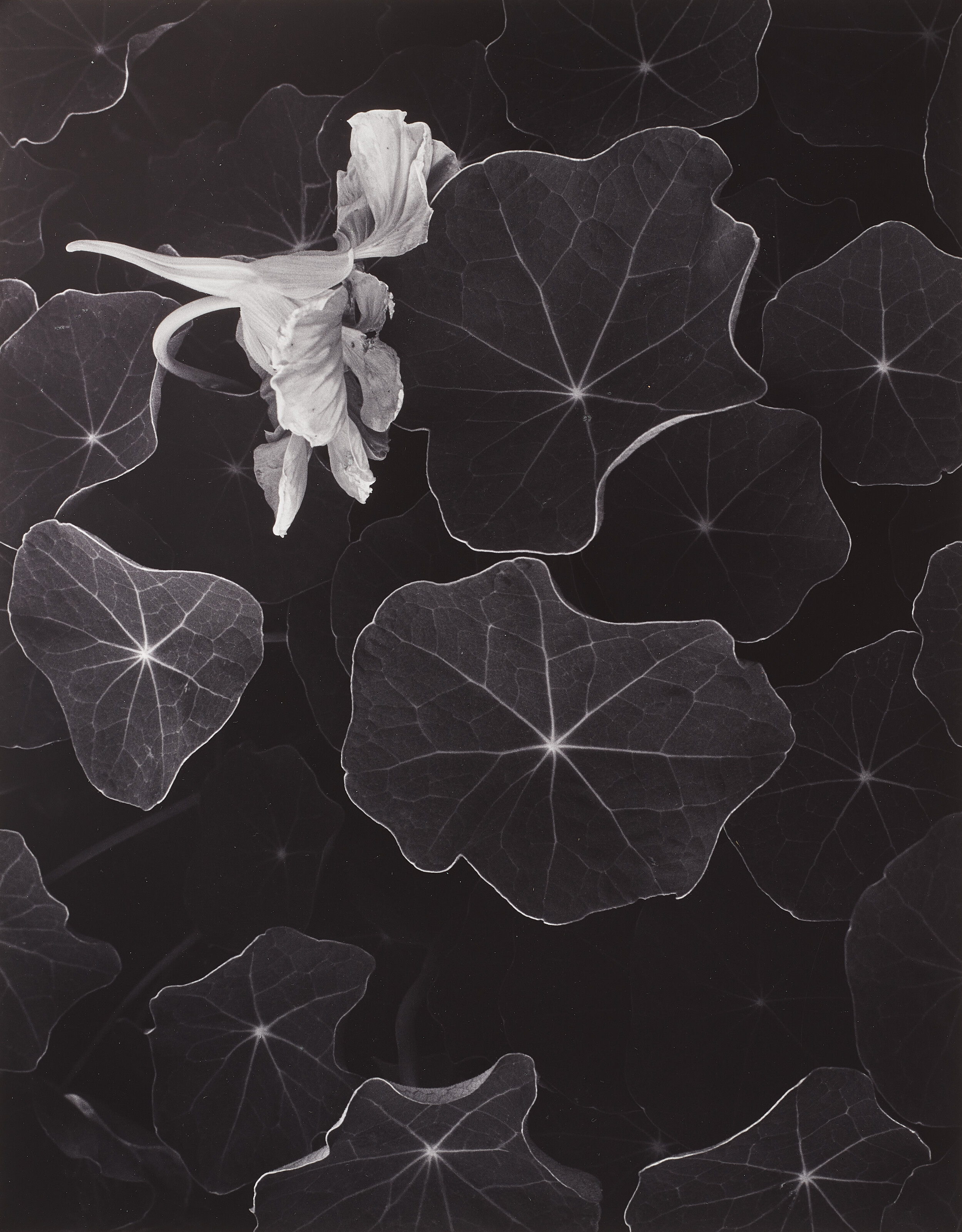 ANSEL ADAMS (1902-1984), Nasturtiums, Halcyon, California, 1951 ...