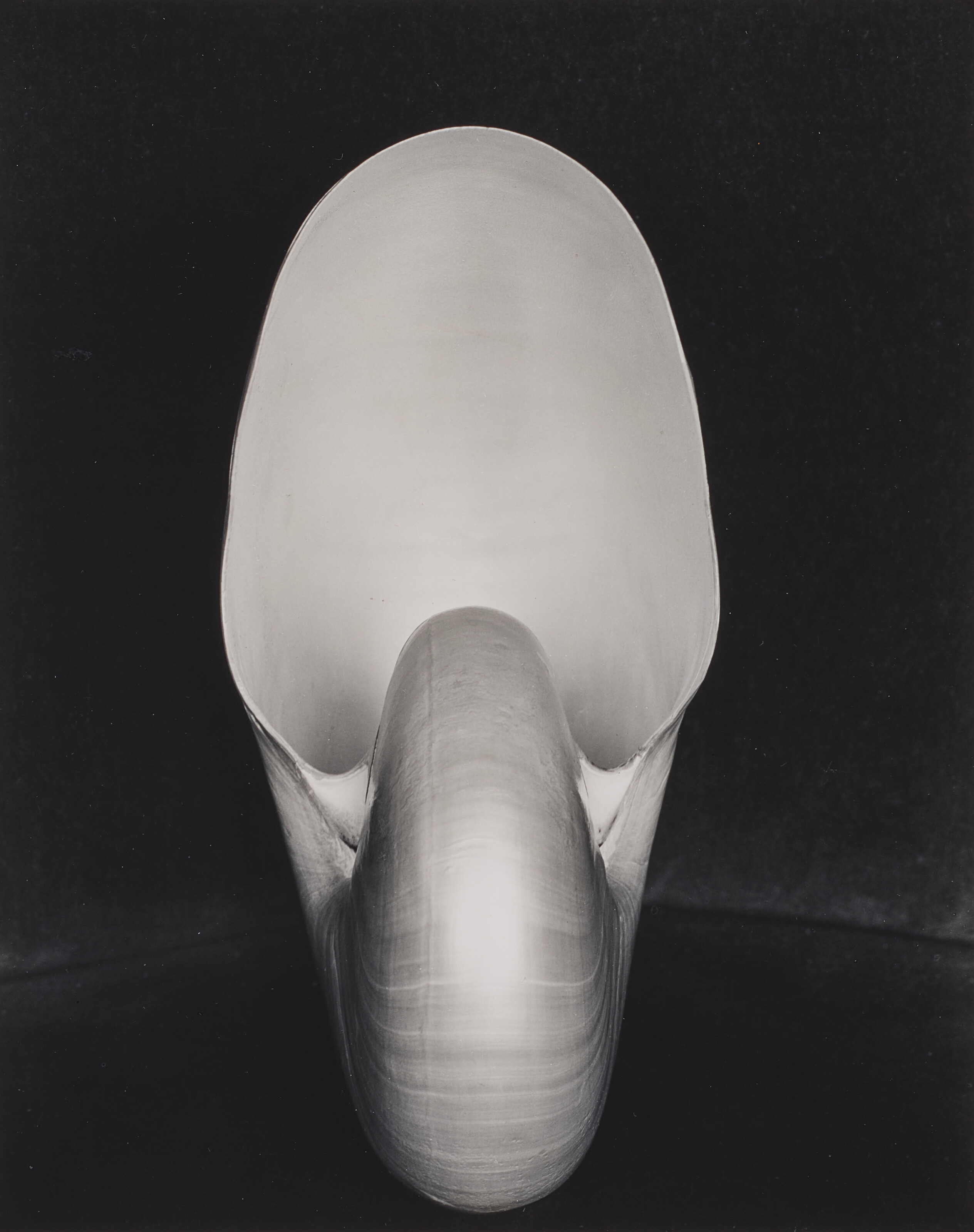 EDWARD WESTON (1886–1958), Shell, 1927 | Christie’s