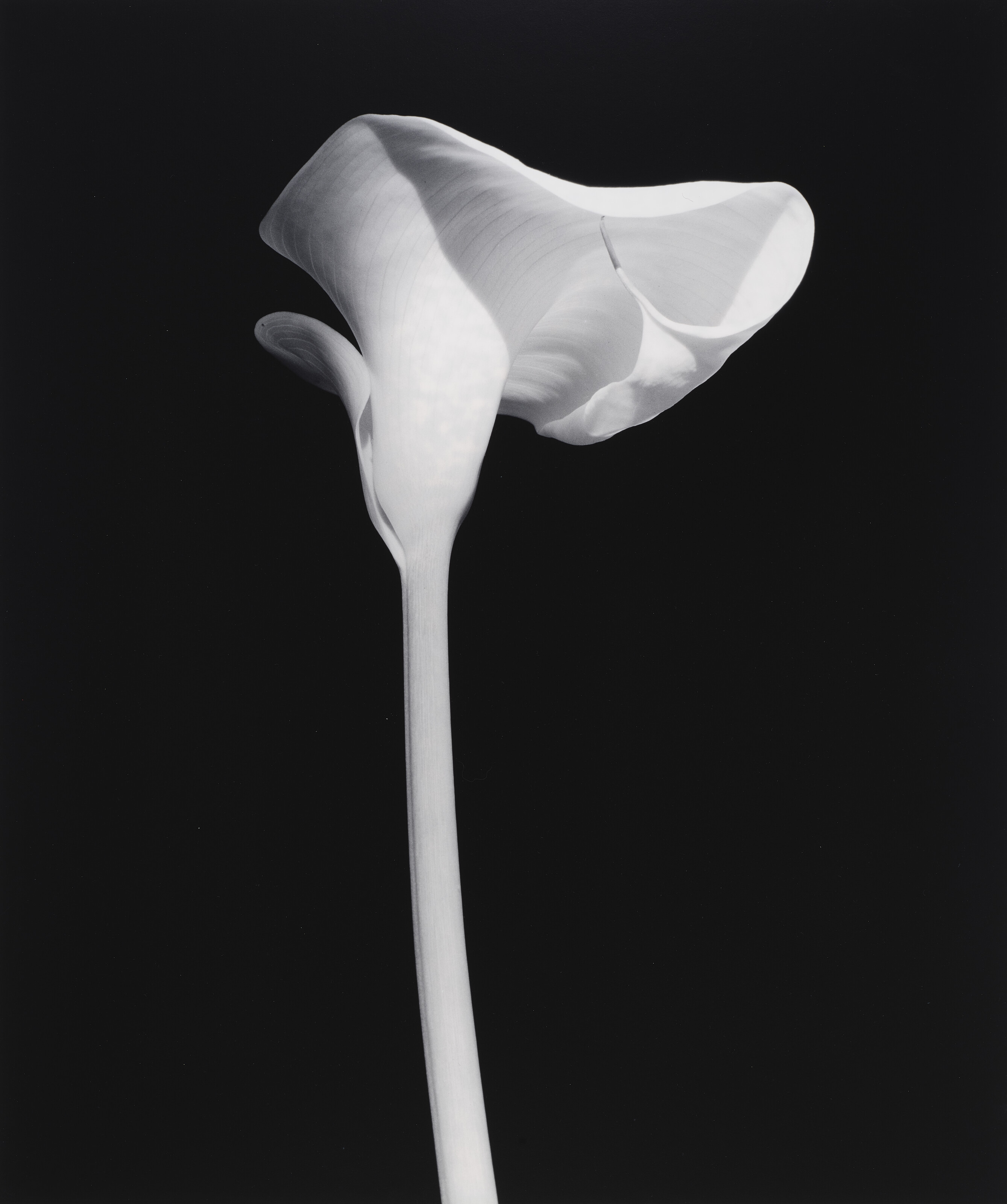 ROBERT MAPPLETHORPE (1946–1989), Calla Lily, 1987 | Christie’s