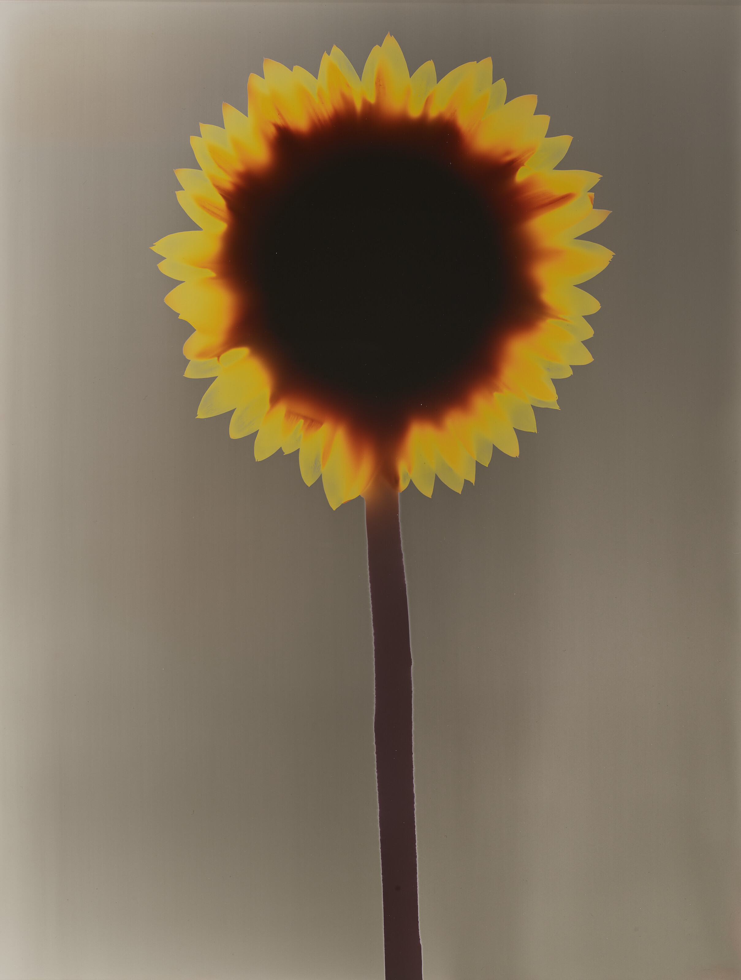 ADAM FUSS (B. 1961), Untitled (Sunflower), 1992 | Christie’s