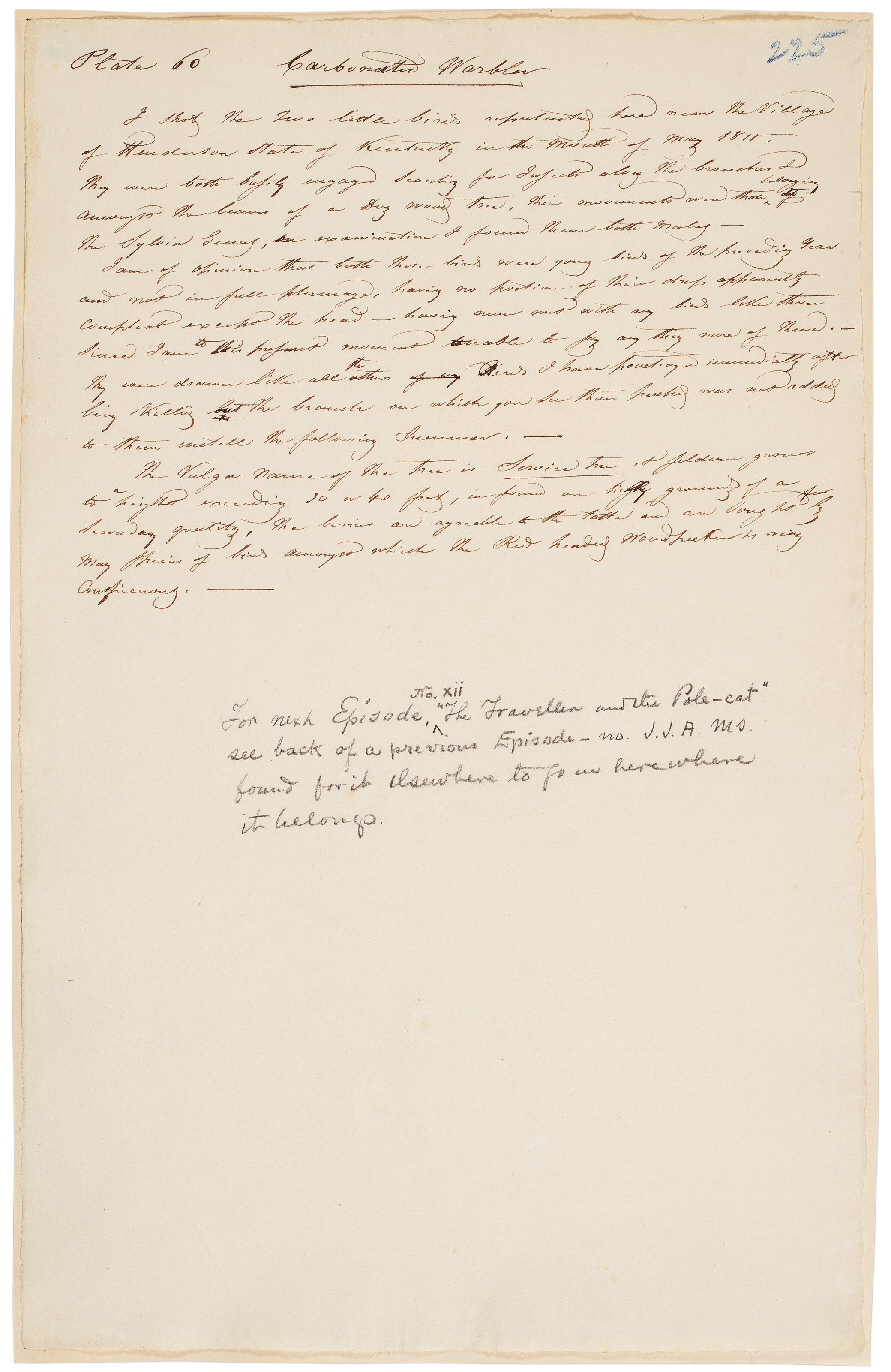 Carbonated Warbler, original manuscript, John James Audubon, circa 1829 ...