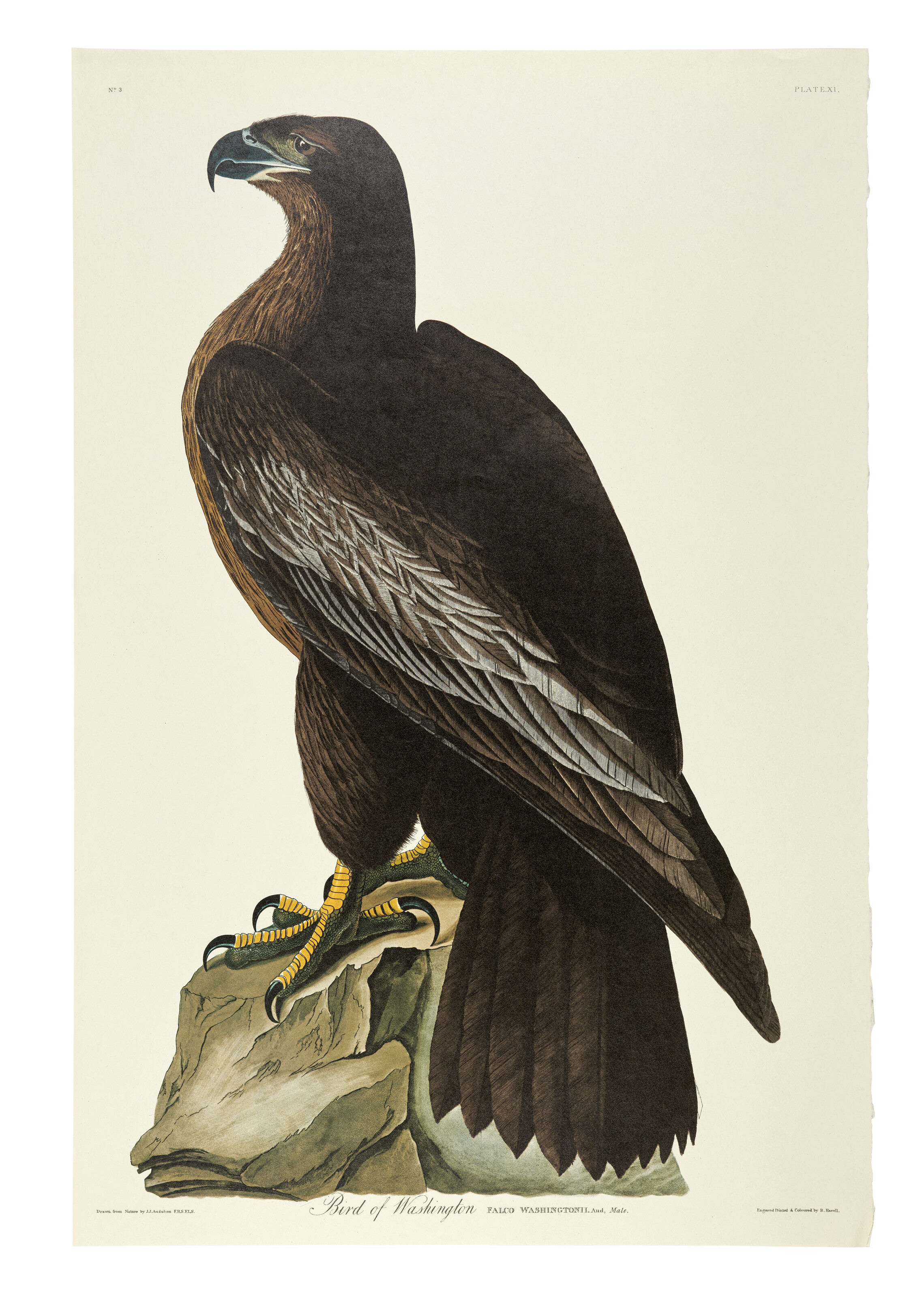 The Birds of America, in elephant folio, John James Audubon, 1971–72 ...