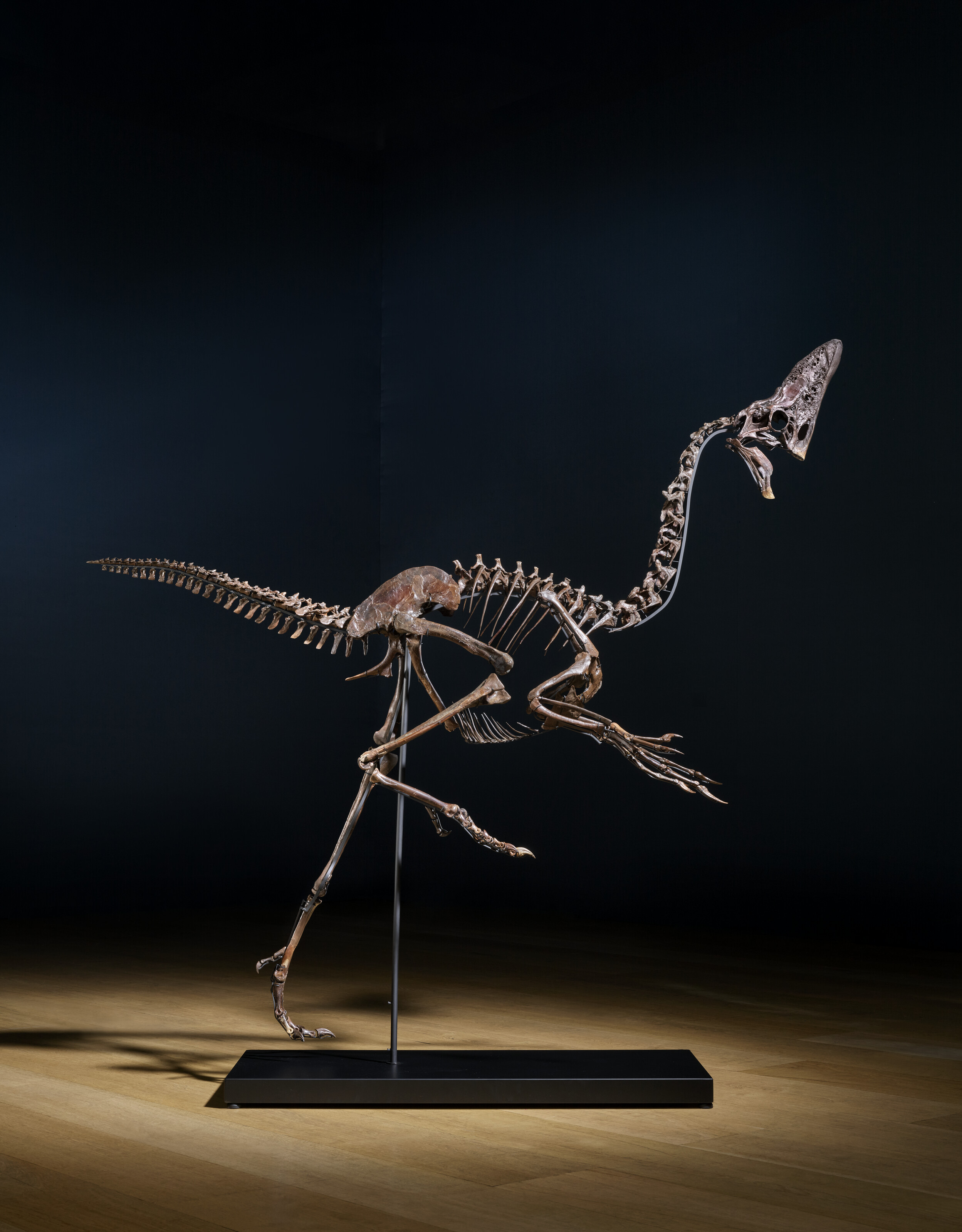 oviraptorosaur