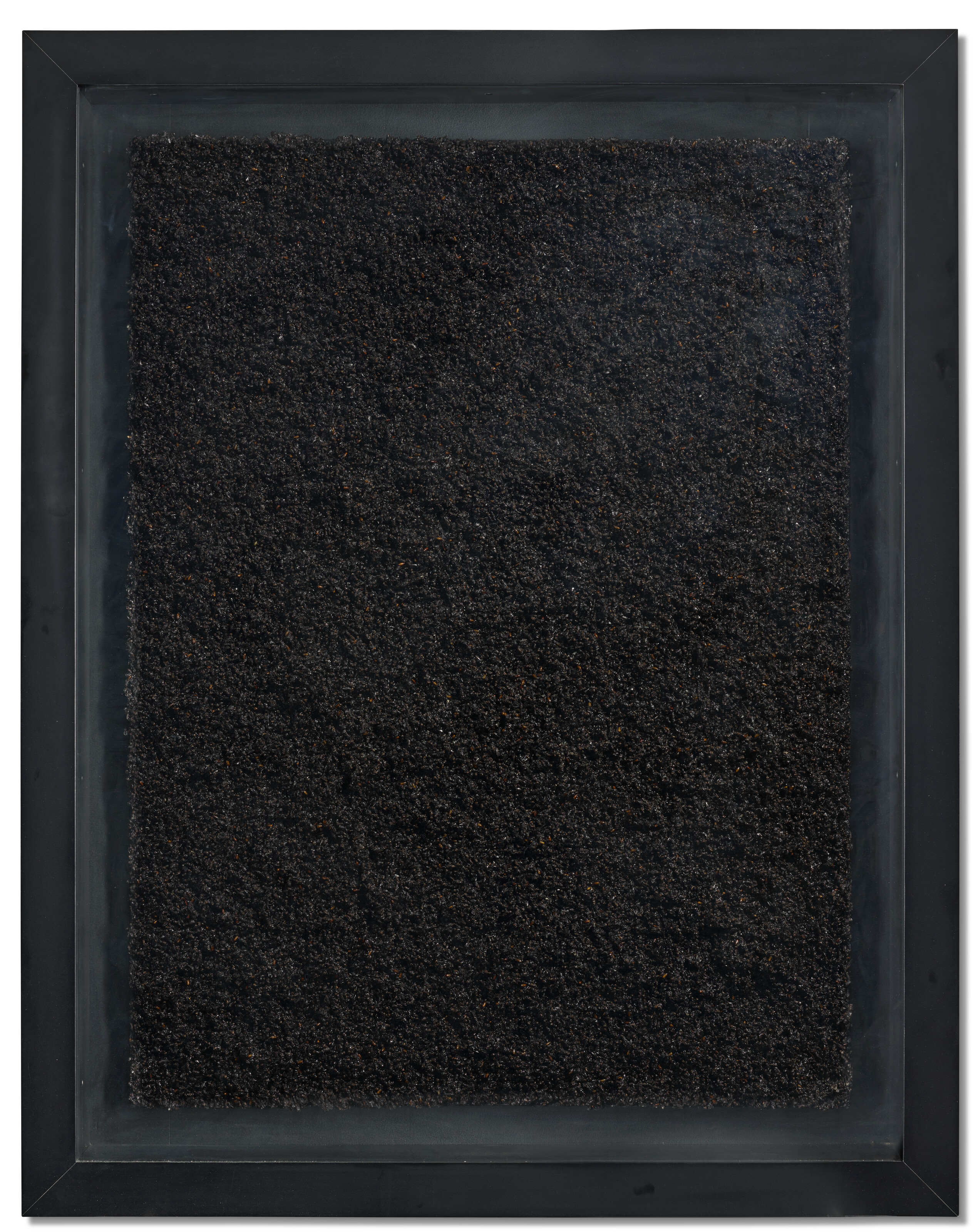 bubonic plague flies