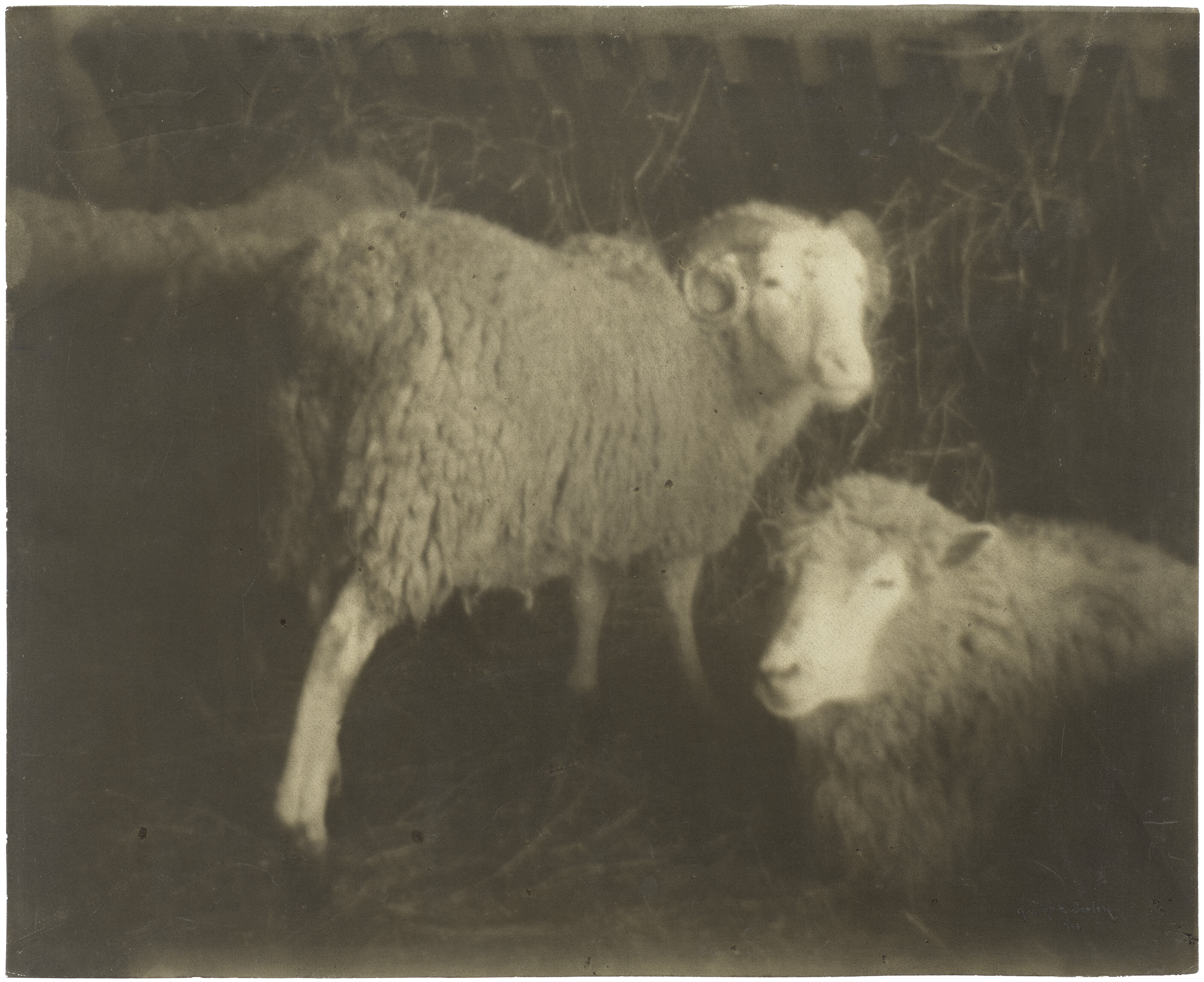 GEORGE H. SEELEY (1880-1955), Untitled, Study of Sheep, 1916 | Christie’s