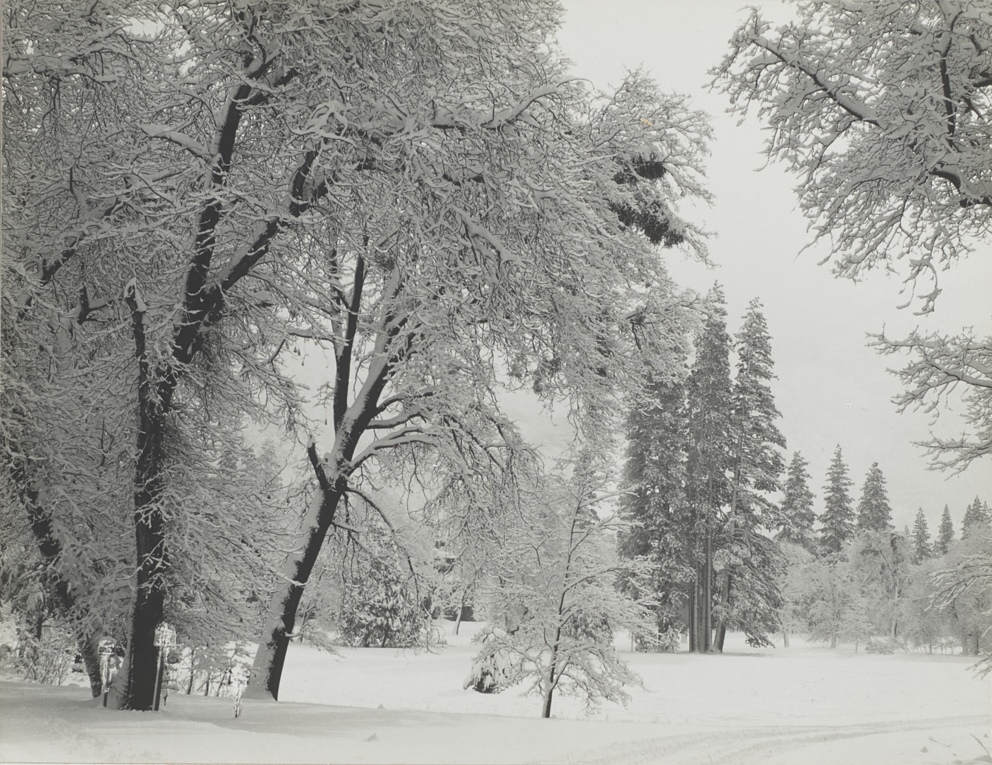 ANSEL ADAMS (1902–1984), Untitled (Young Oaks in Snow), 1930s | Christie’s