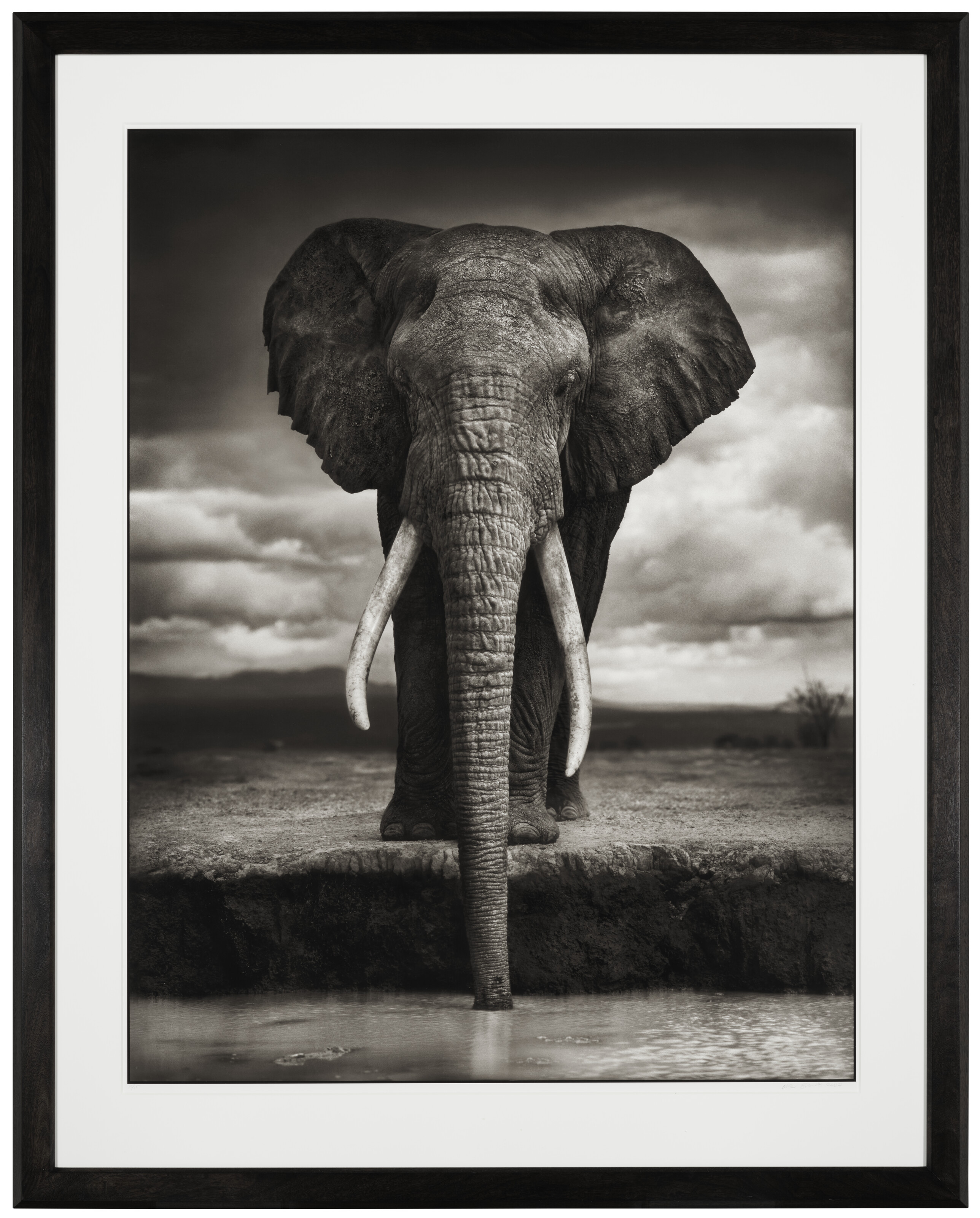 NICK BRANDT (B. 1964), Elephant Drinking, Amboseli, 2007 | Christie’s