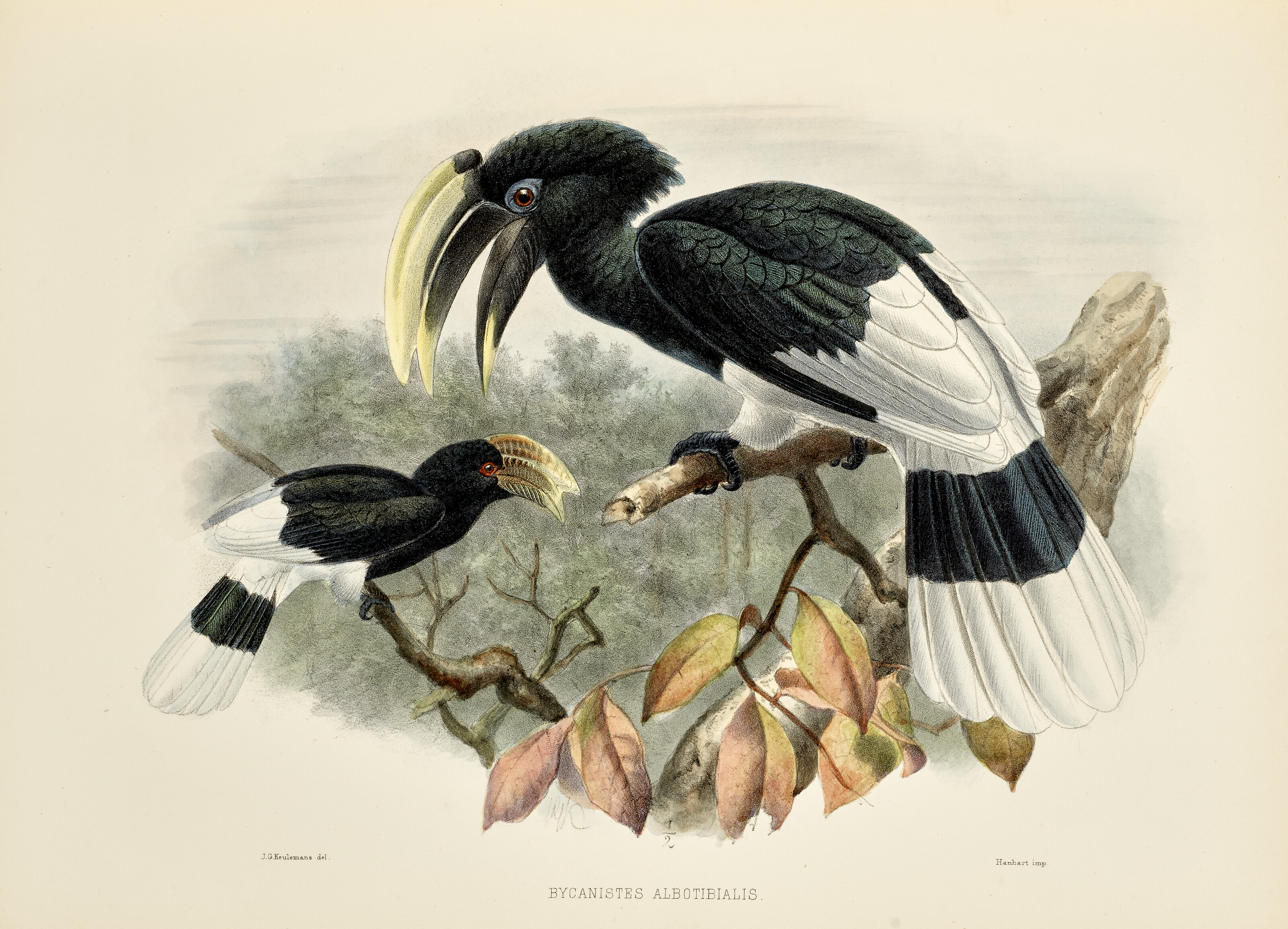 A Monograph of the Bucerotidae, or Family of the Hornbills, D.G. Elliot ...