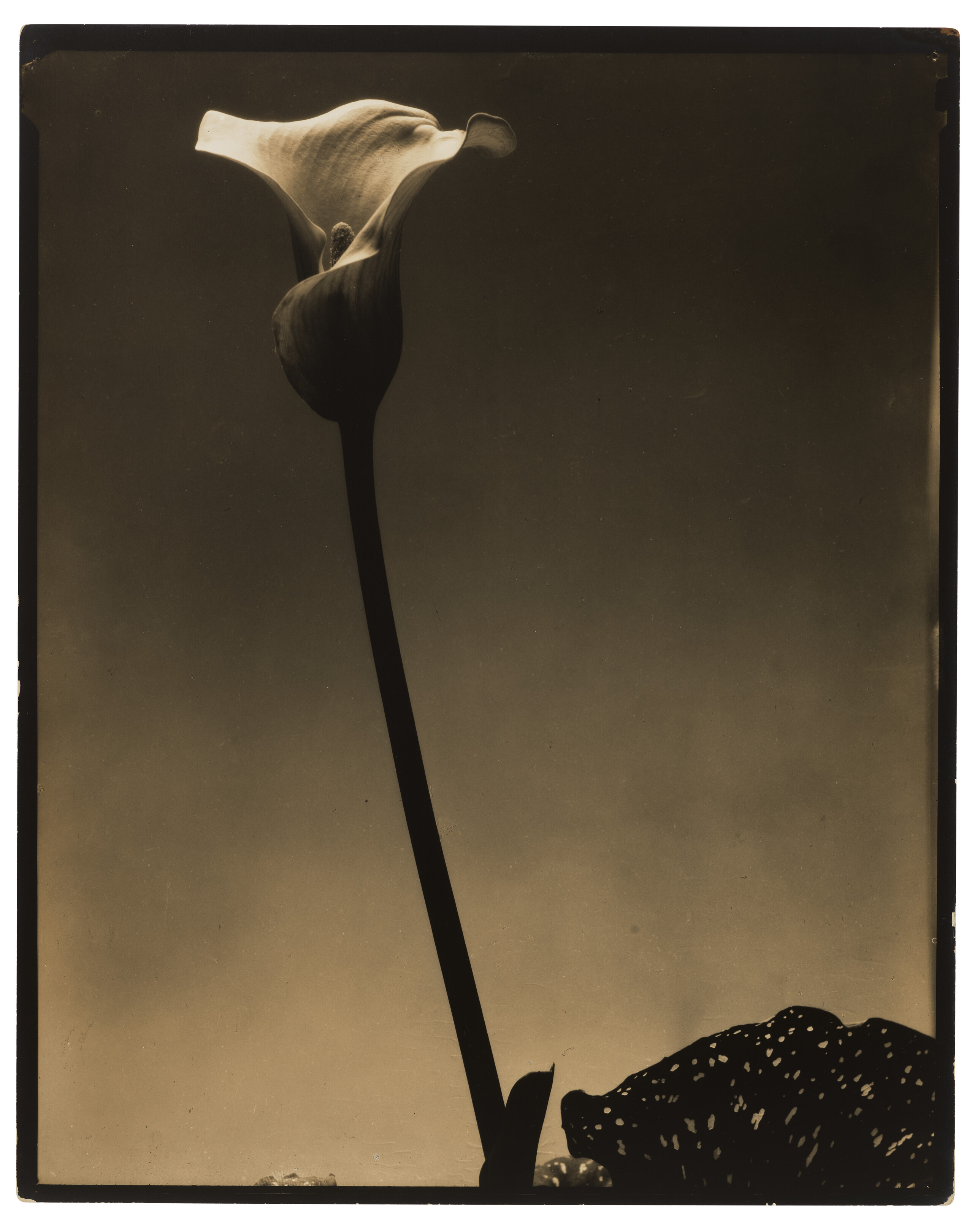 EDWARD STEICHEN (1879-1973), Calla Lily, c. 1930 | Christie’s