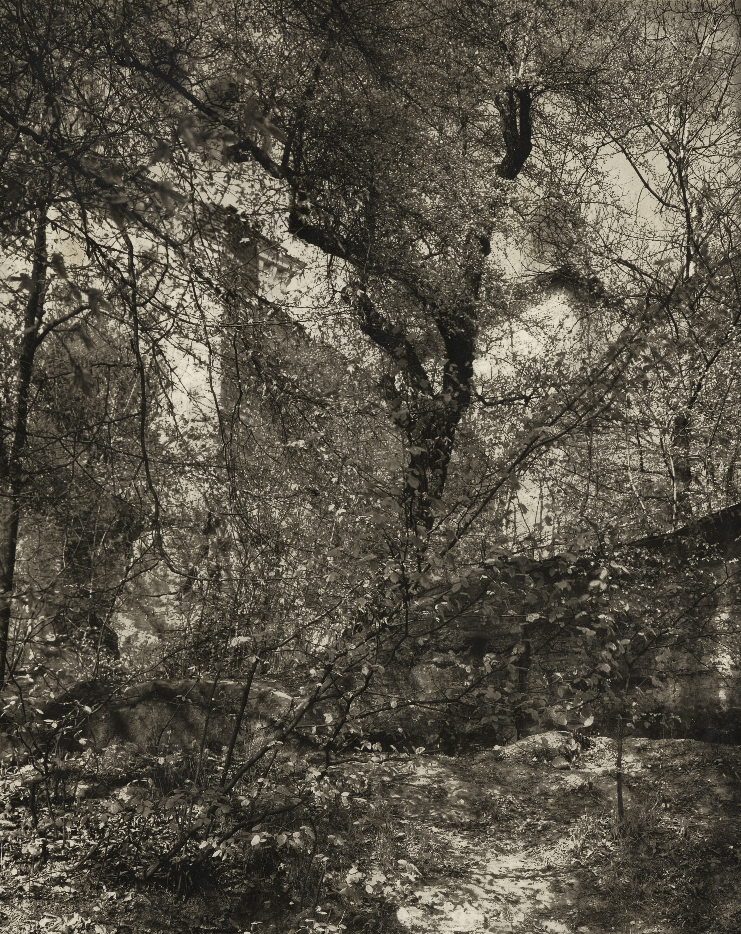 JOSEF SUDEK (1896–1976), A Walk through Kinský Garden, Prague, c. 1952 ...
