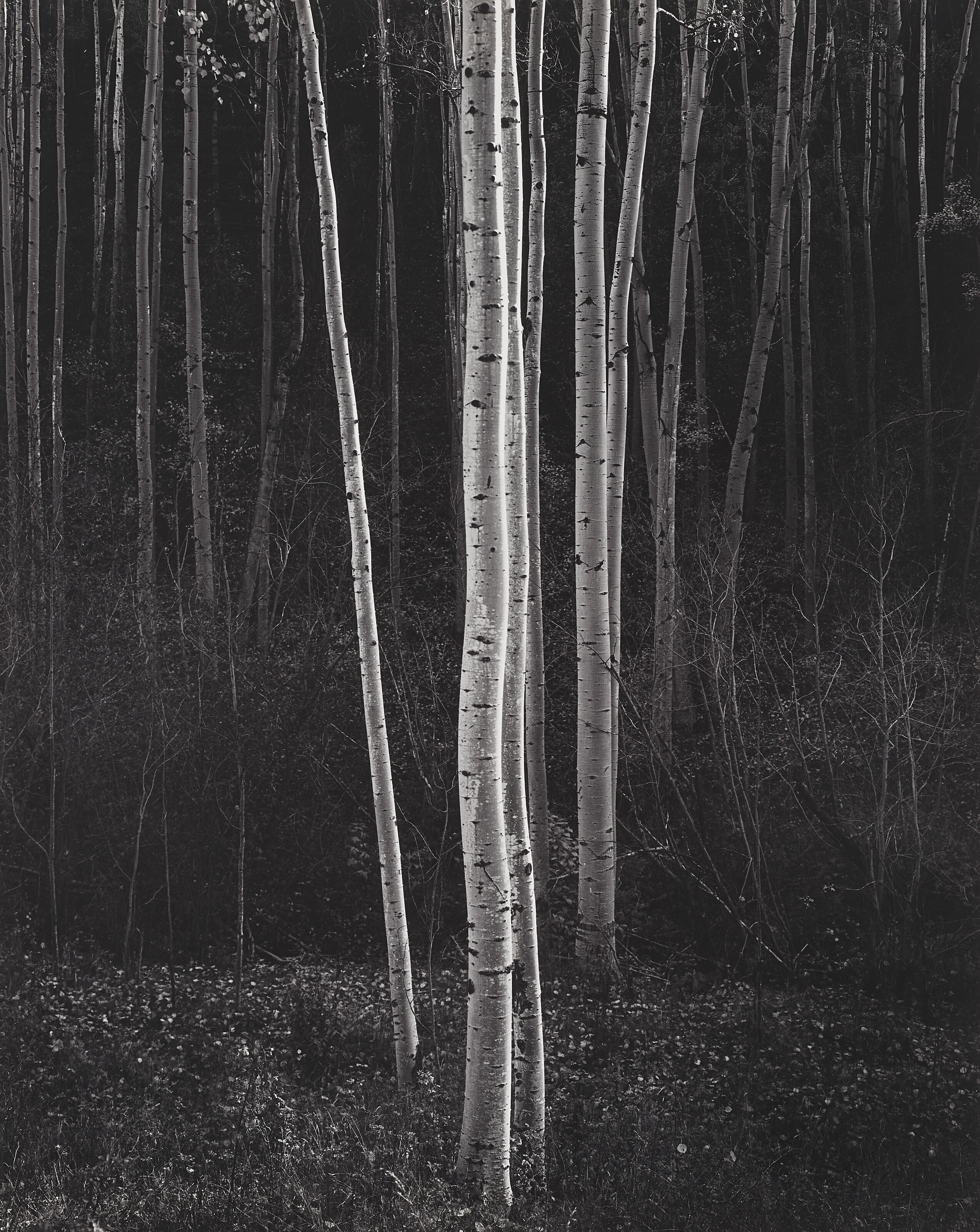 ANSEL ADAMS (1902–1984), Aspens, Northern New Mexico, 1958 | Christie’s