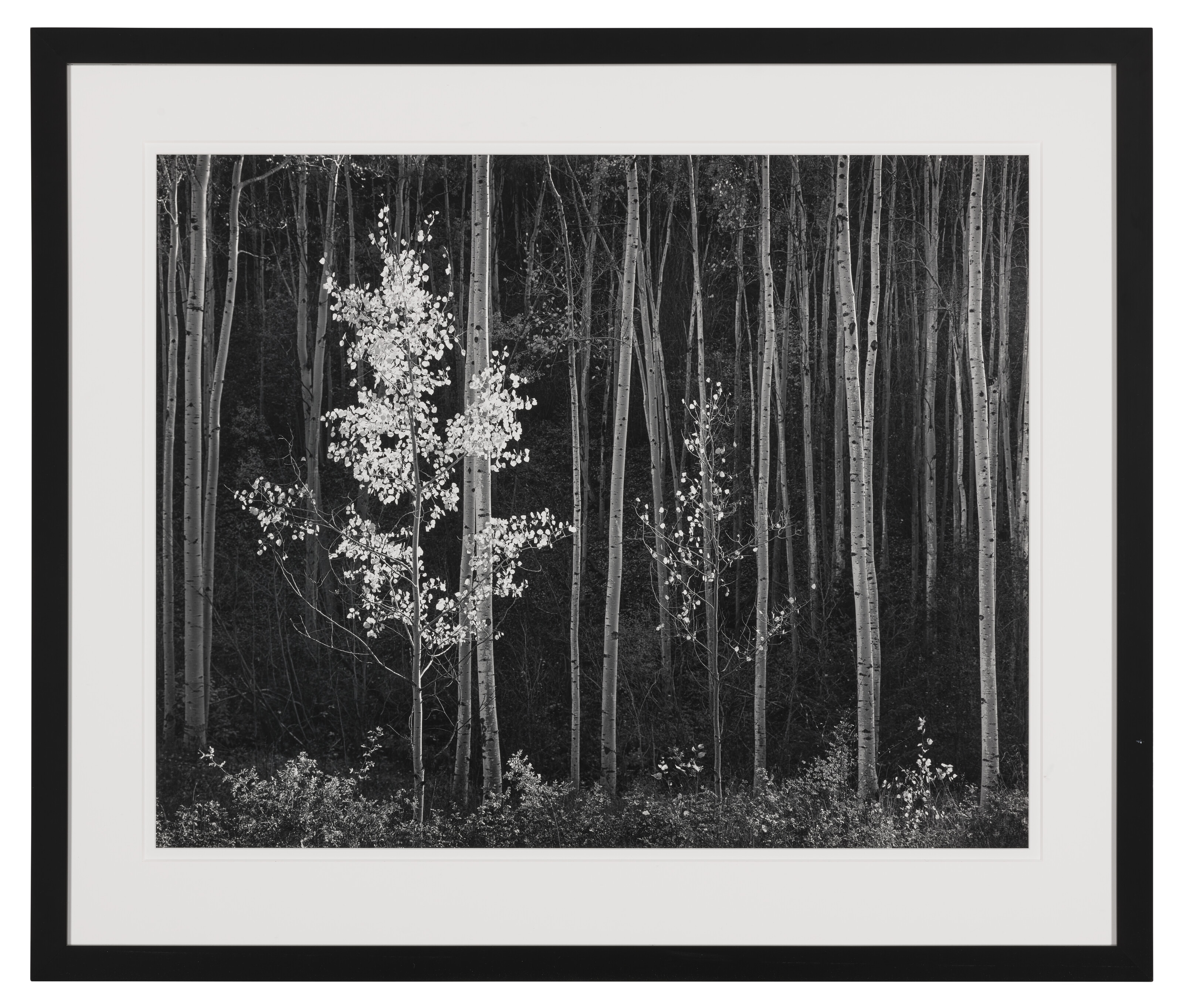 ANSEL ADAMS (1902–1984), Aspens, Northern New Mexico, 1958 | Christie’s