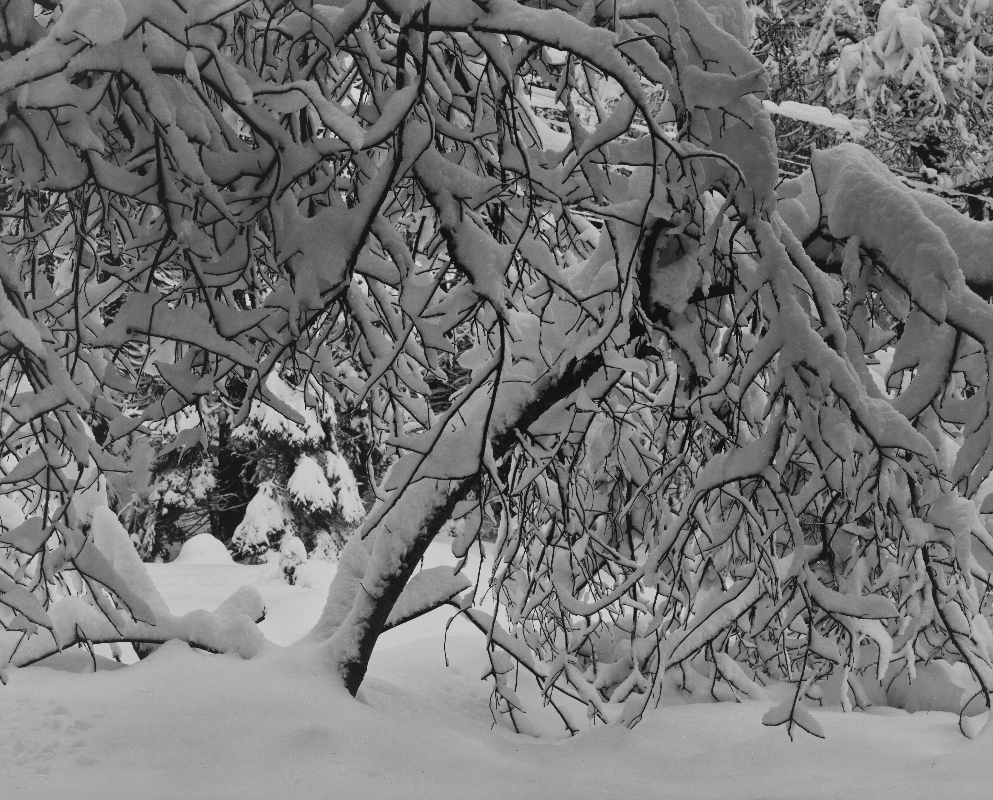 ANSEL ADAMS (1902–1984), Winter Forest Detail, Yosemite, c.1938 ...