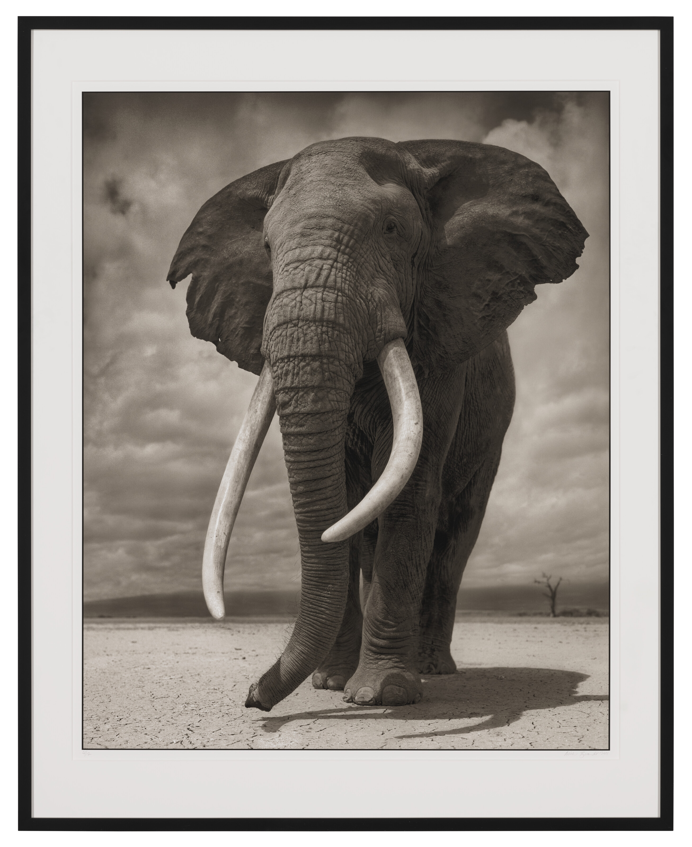 NICK BRANDT (B. 1964), Elephant on Bare Earth, Amboseli, 2011 | Christie’s