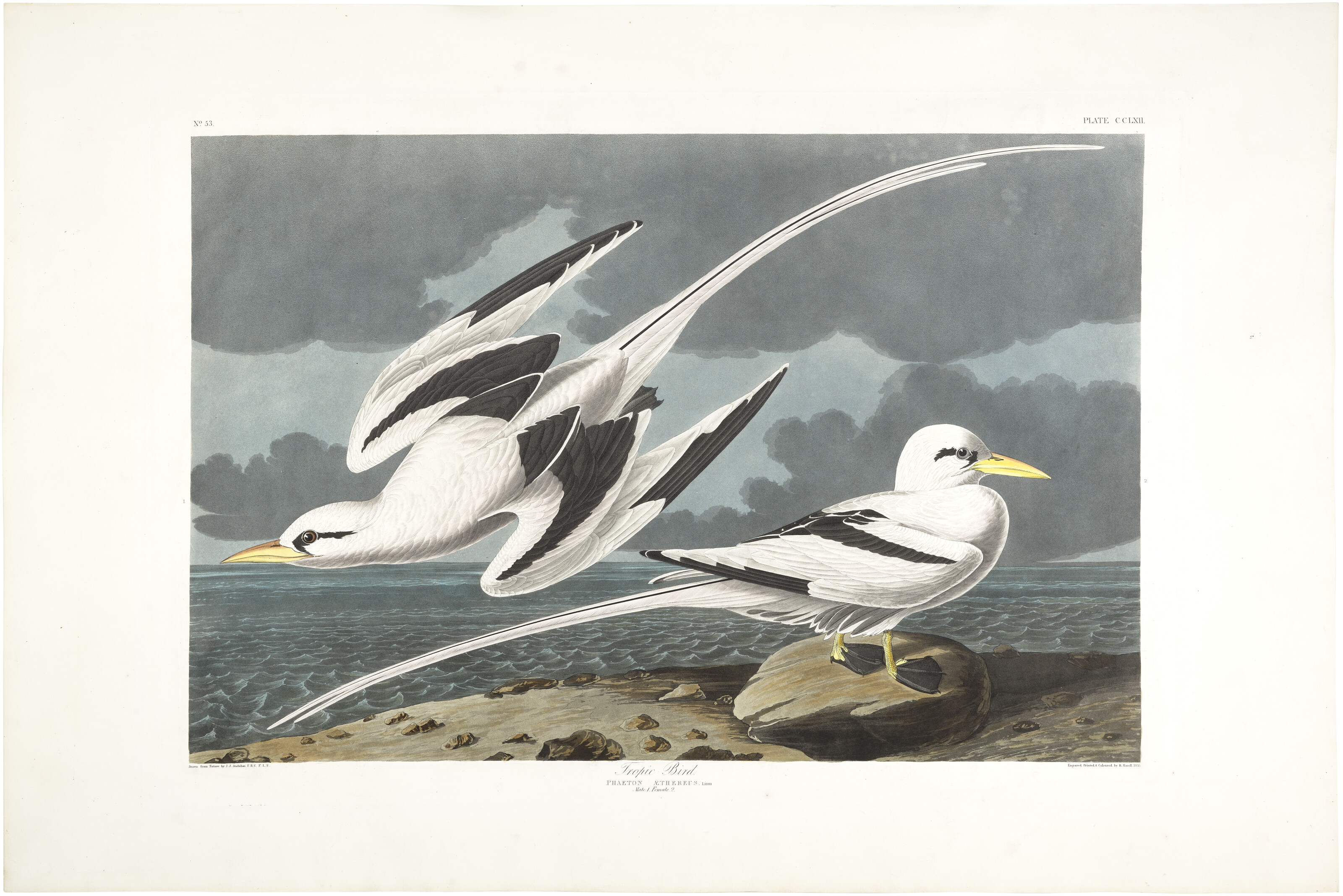 AFTER JOHN JAMES AUDUBON (1785-1851), BY ROBERT HAVELL (1793-1878 ...