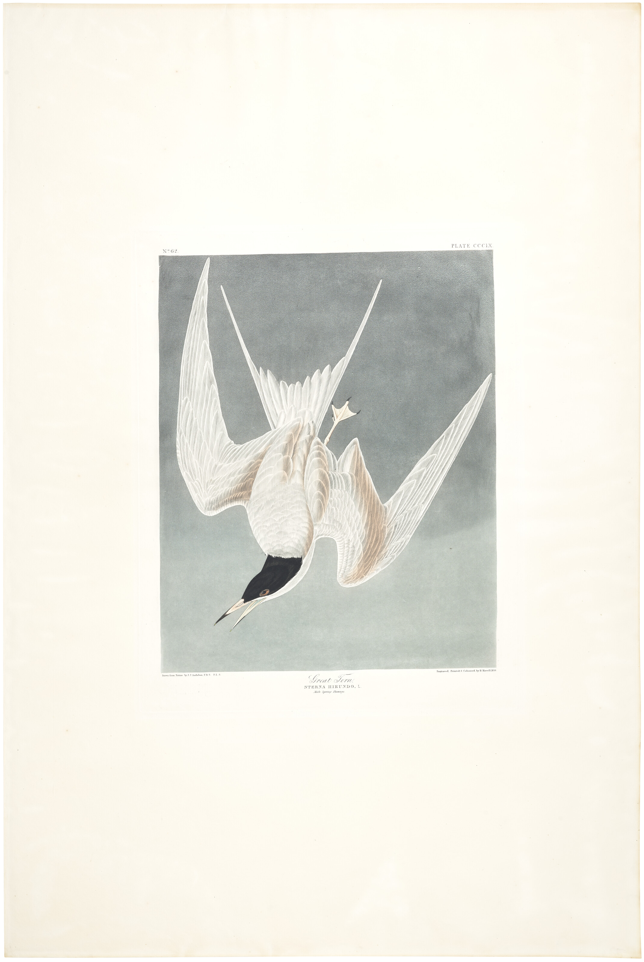 AFTER JOHN JAMES AUDUBON (1785-1851), BY ROBERT HAVELL (1793-1878 ...