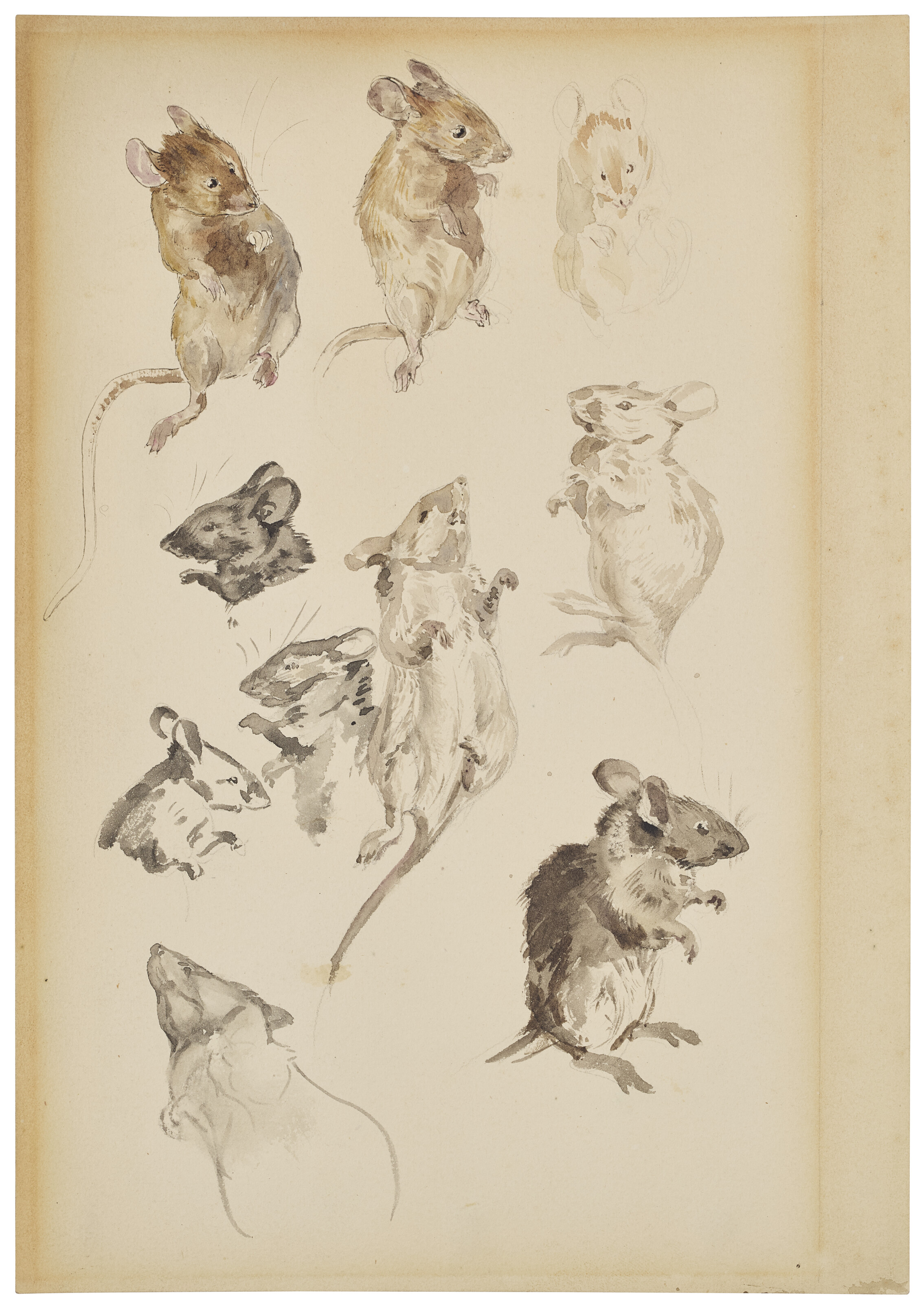 BEATRIX POTTER (1866-1943), Studies of mice | Christie’s
