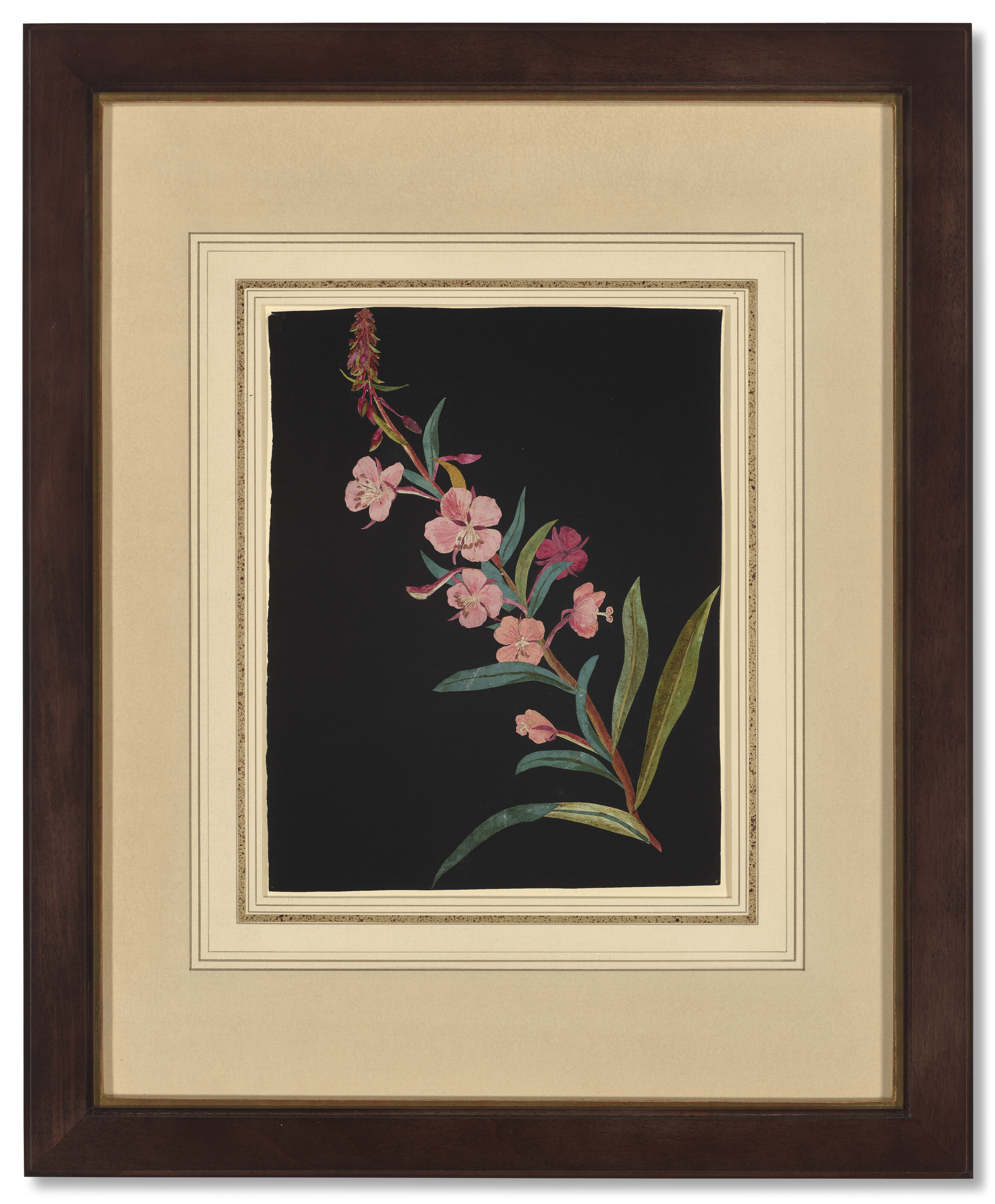 MARY DELANY, NÉE GRANVILLE (ENGLISH 1700-1788), Epilobium Angustiloium ...