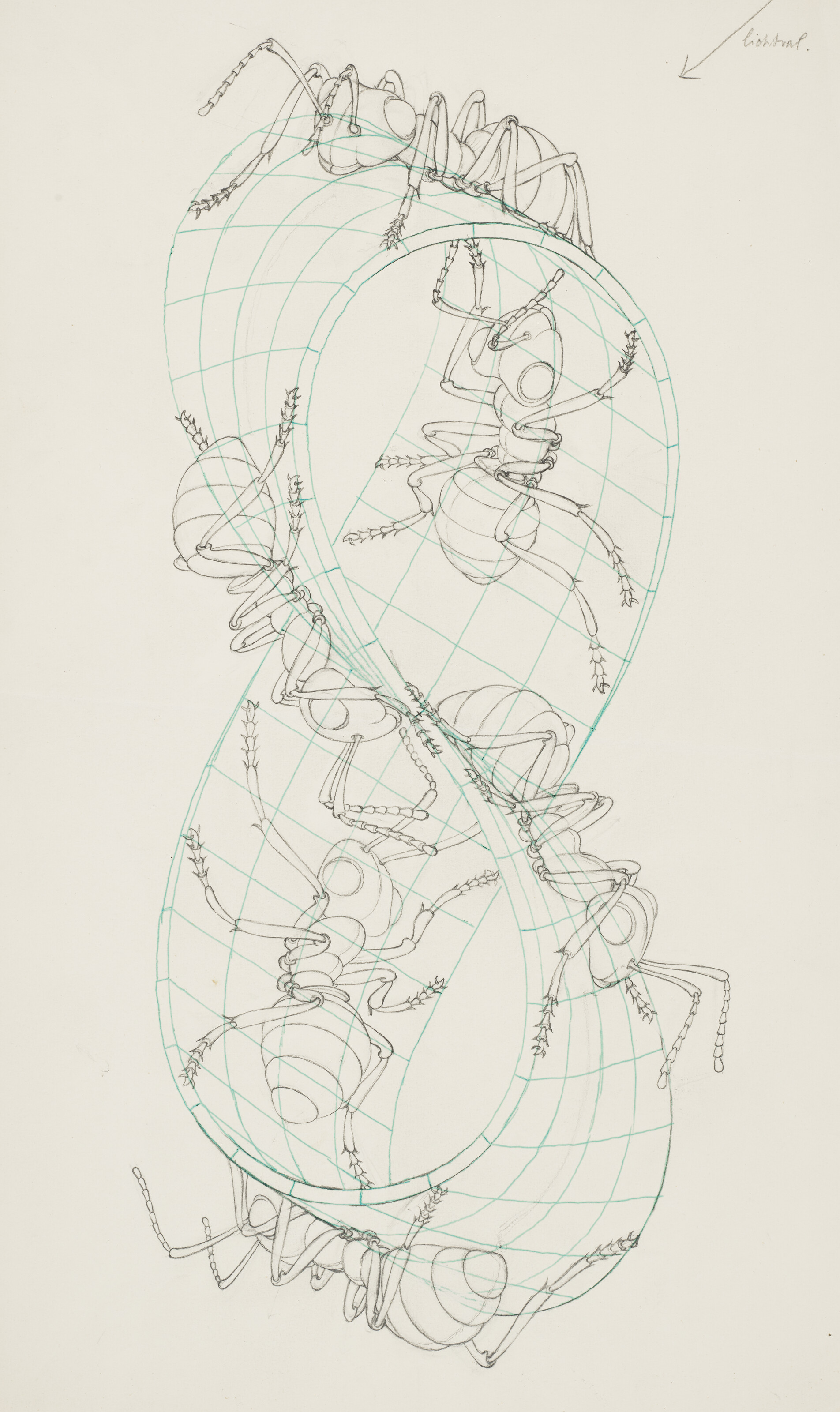 MAURITS CORNELIS ESCHER (1898-1972), Ant Mobius Strip | Christie’s
