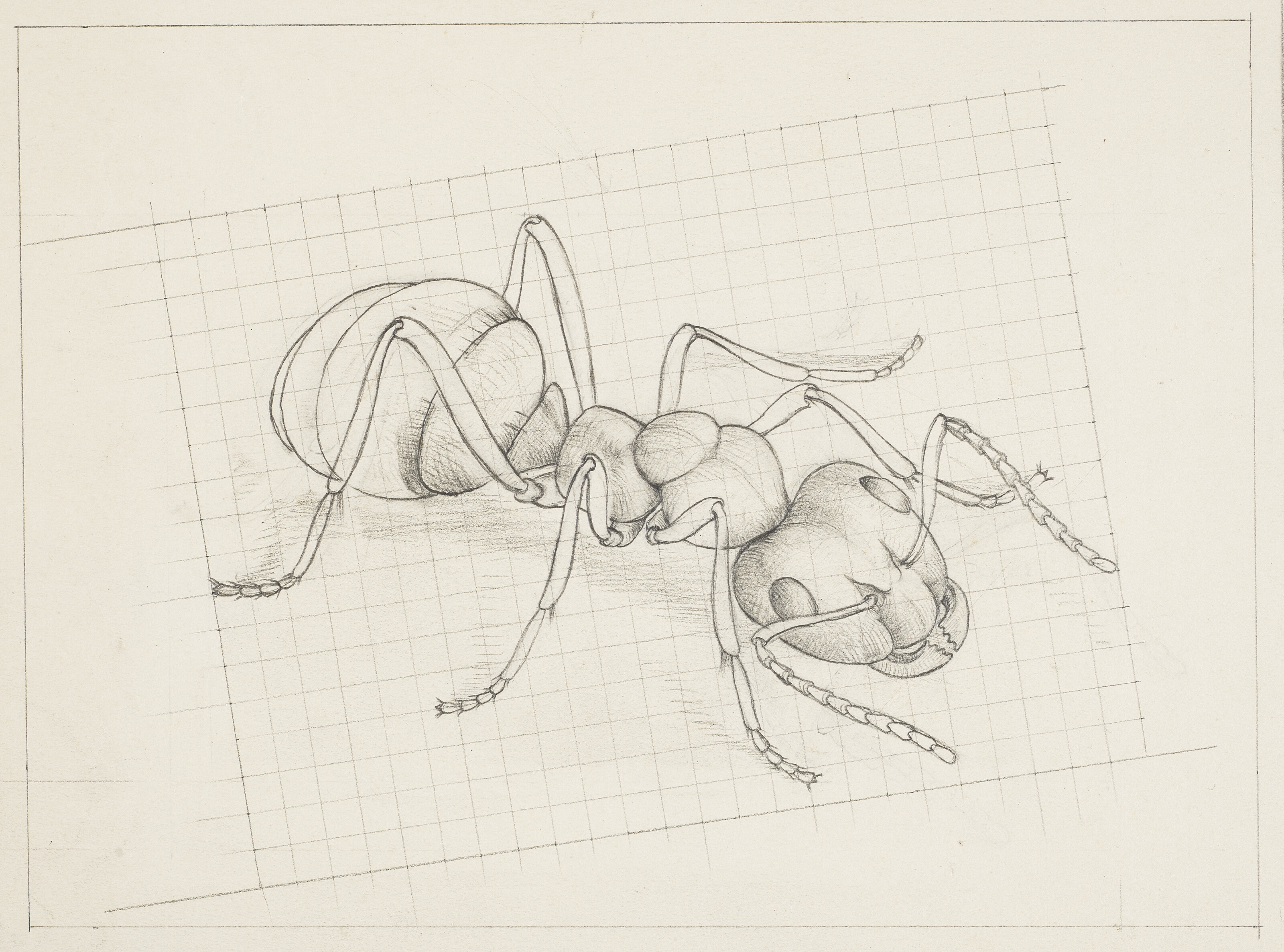 MAURITS CORNELIS ESCHER (1898-1972), Sketch for Ant | Christie’s