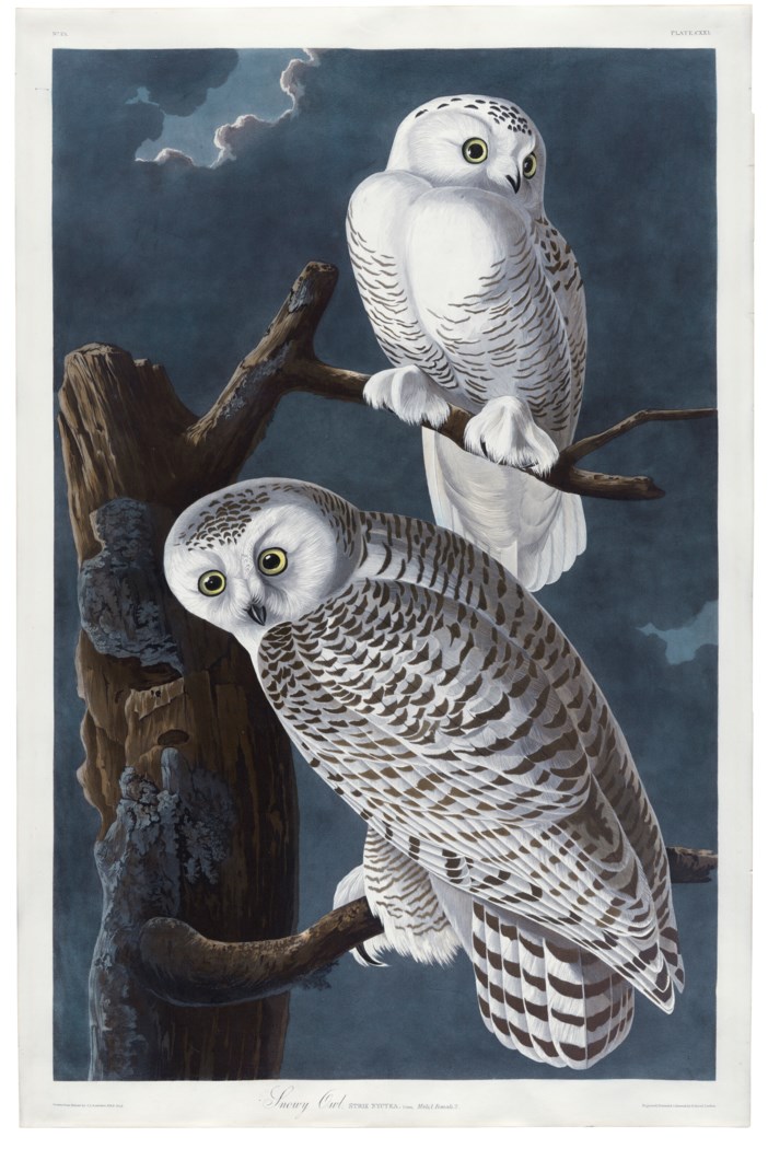 AFTER JOHN JAMES AUDUBON (1785-1851)BY ROBERT HAVELL (1793-1878), Snowy ...