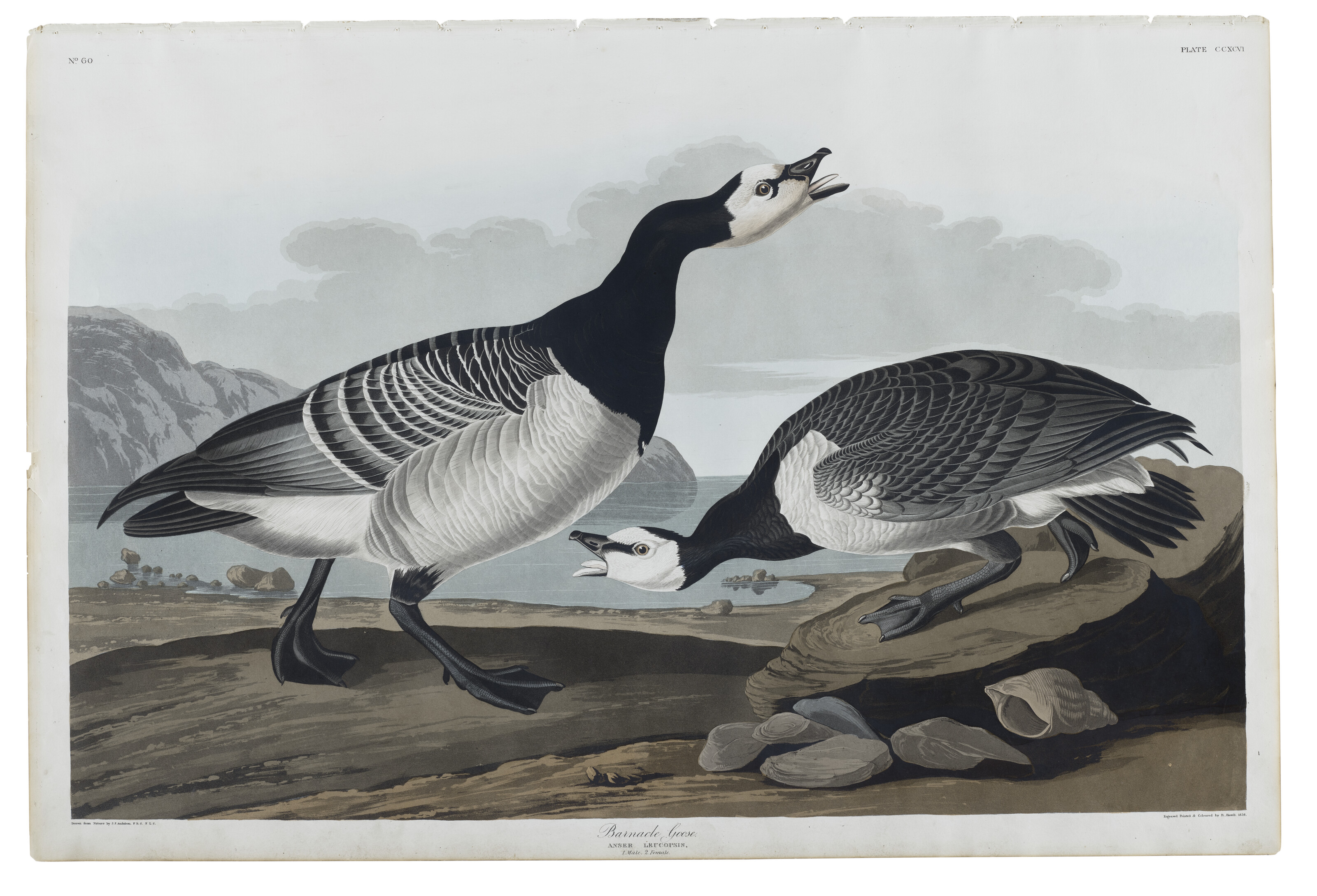 AFTER JOHN JAMES AUDUBON (1785-1851)BY ROBERT HAVELL (1793-1878 ...