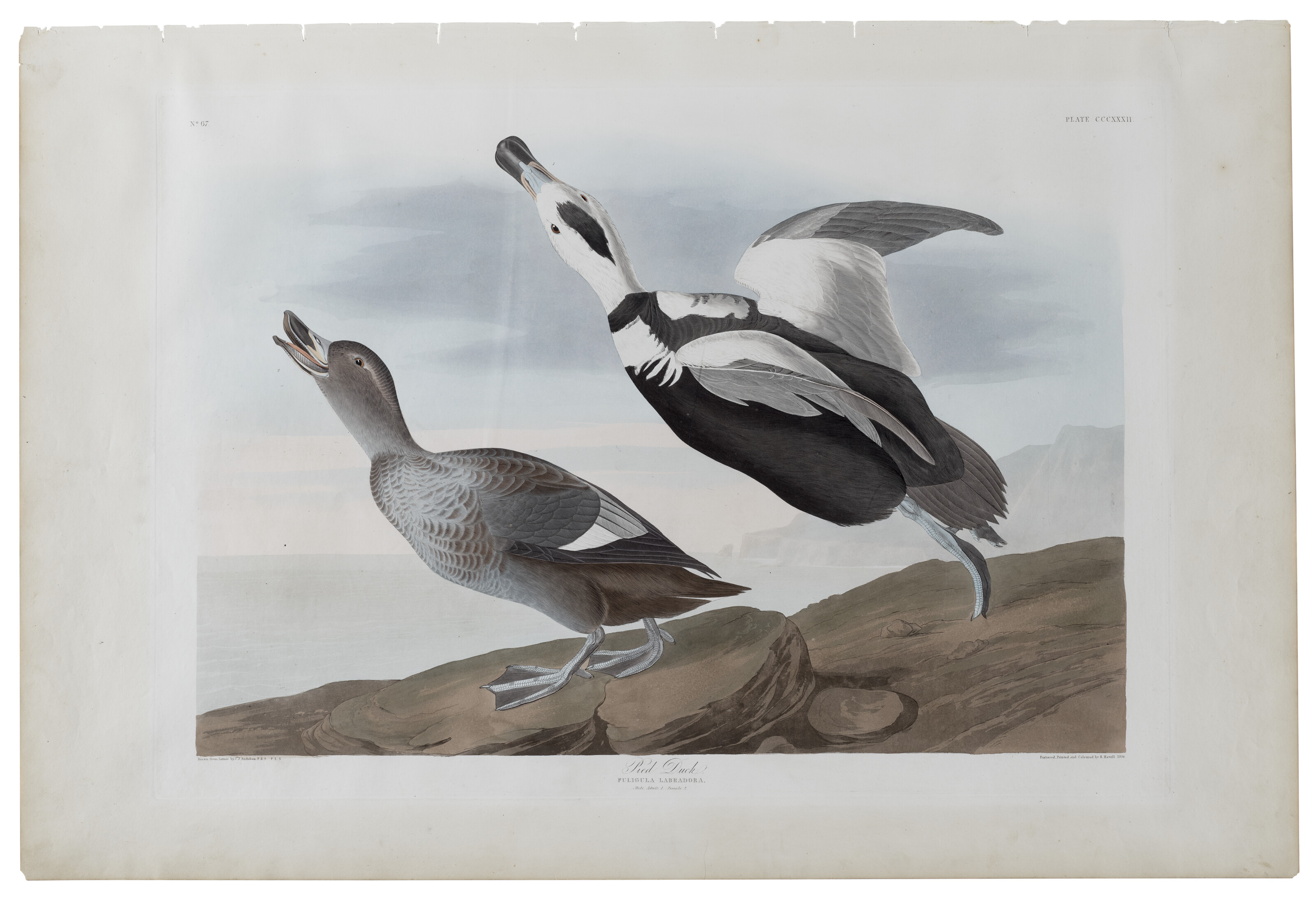 AFTER JOHN JAMES AUDUBON (1785-1851)BY ROBERT HAVELL (1793-1878), Pied ...